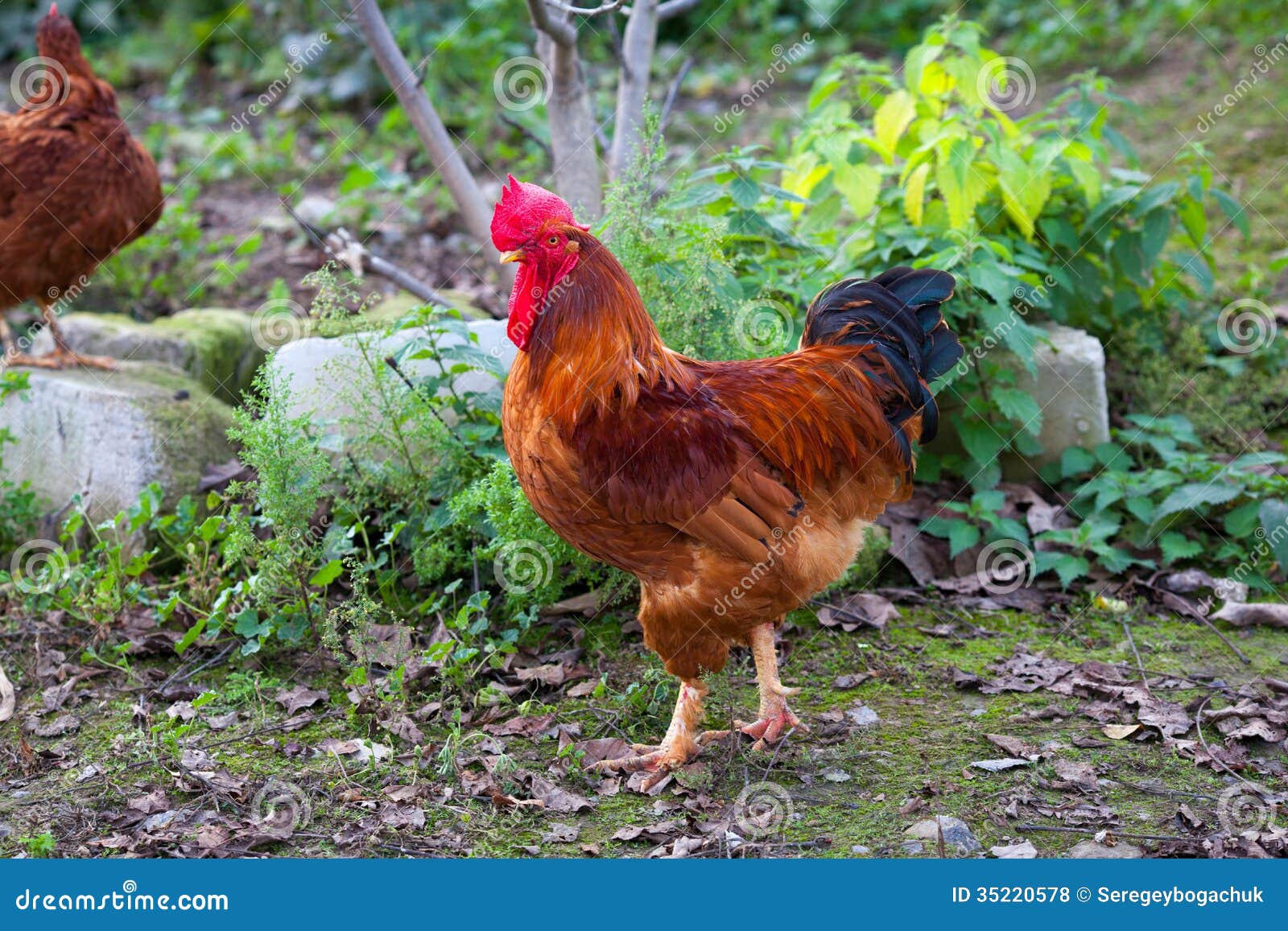 Beautiful Rooster stock photo. Image of elegant, rooster - 35220578