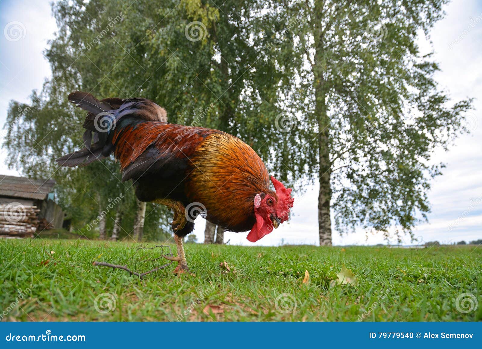 Beautiful Rooster Pecks Something Standing on One Leg Stock Photo ...