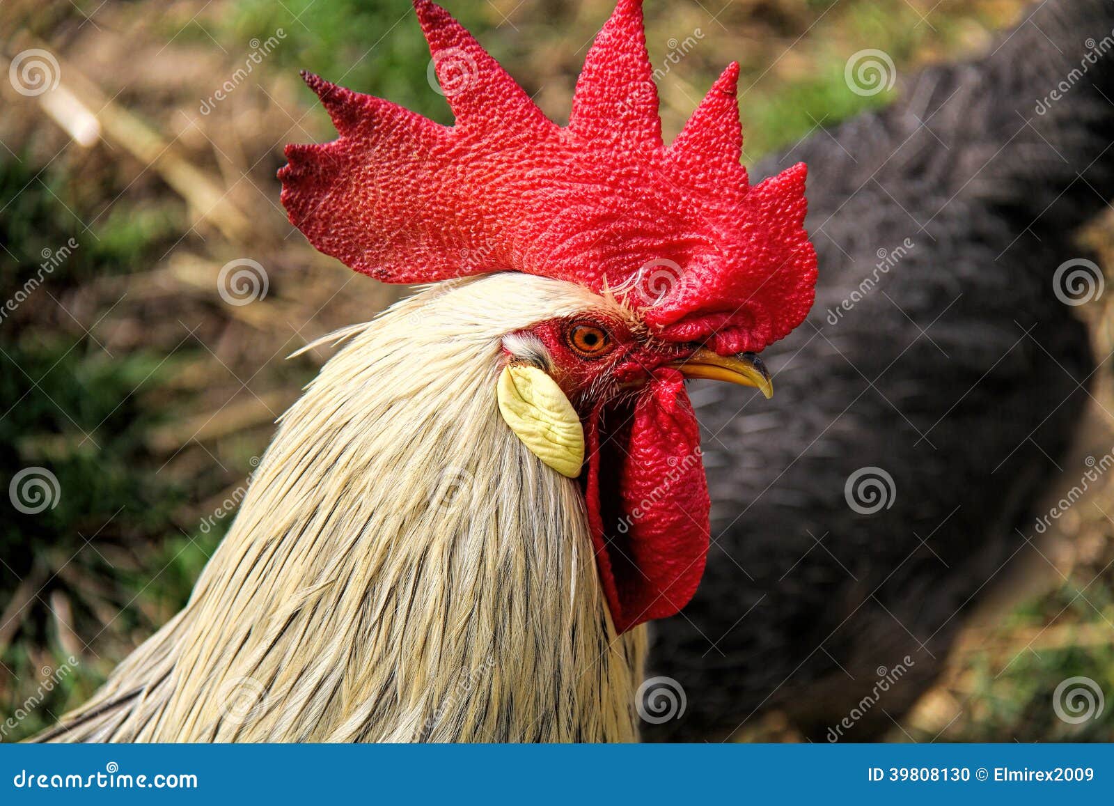 Beautiful Rooster stock photo. Image of bird, male, rooster - 39808130