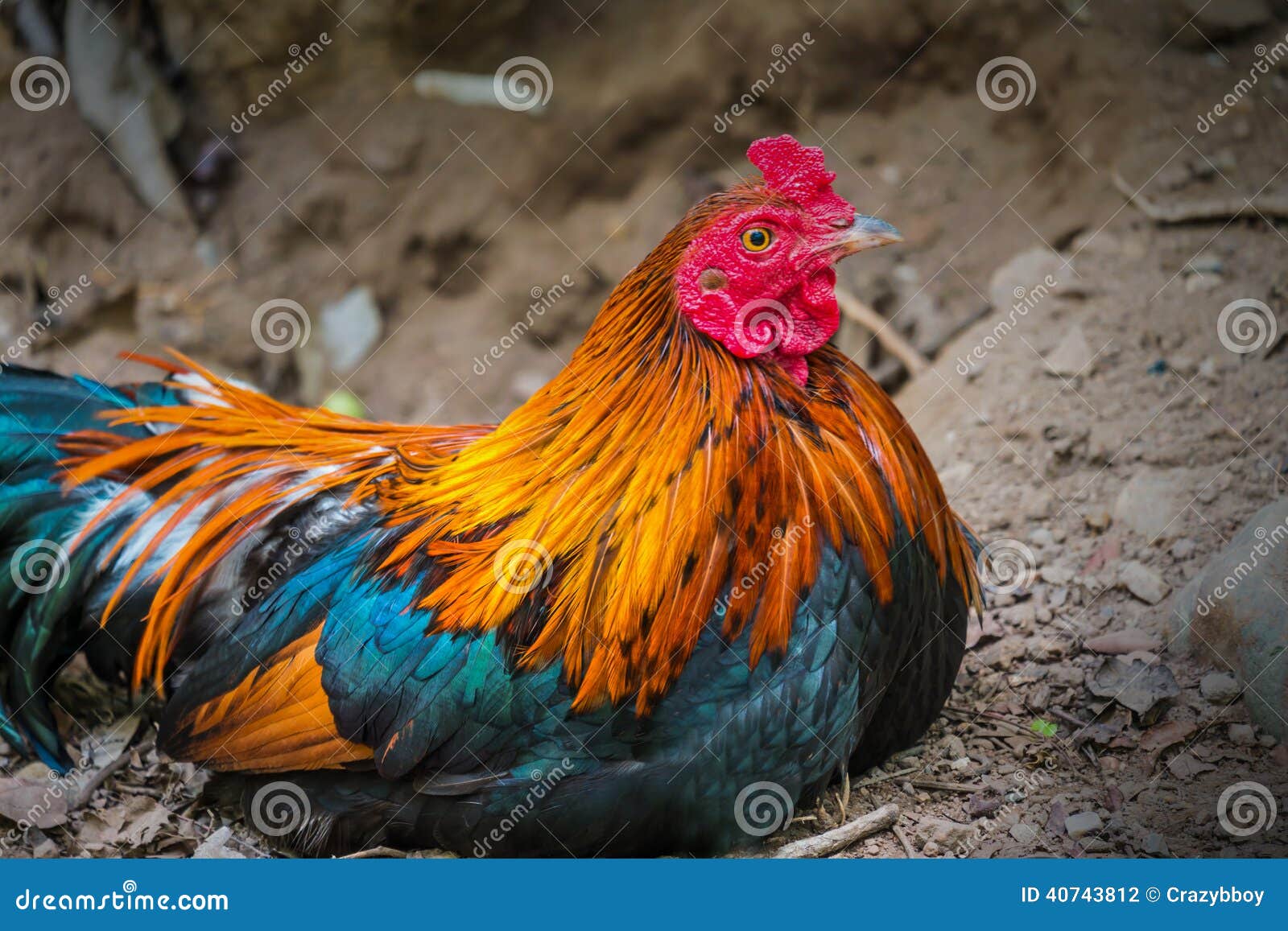 Beautiful rooster stock photo. Image of farm, feathered - 40743812