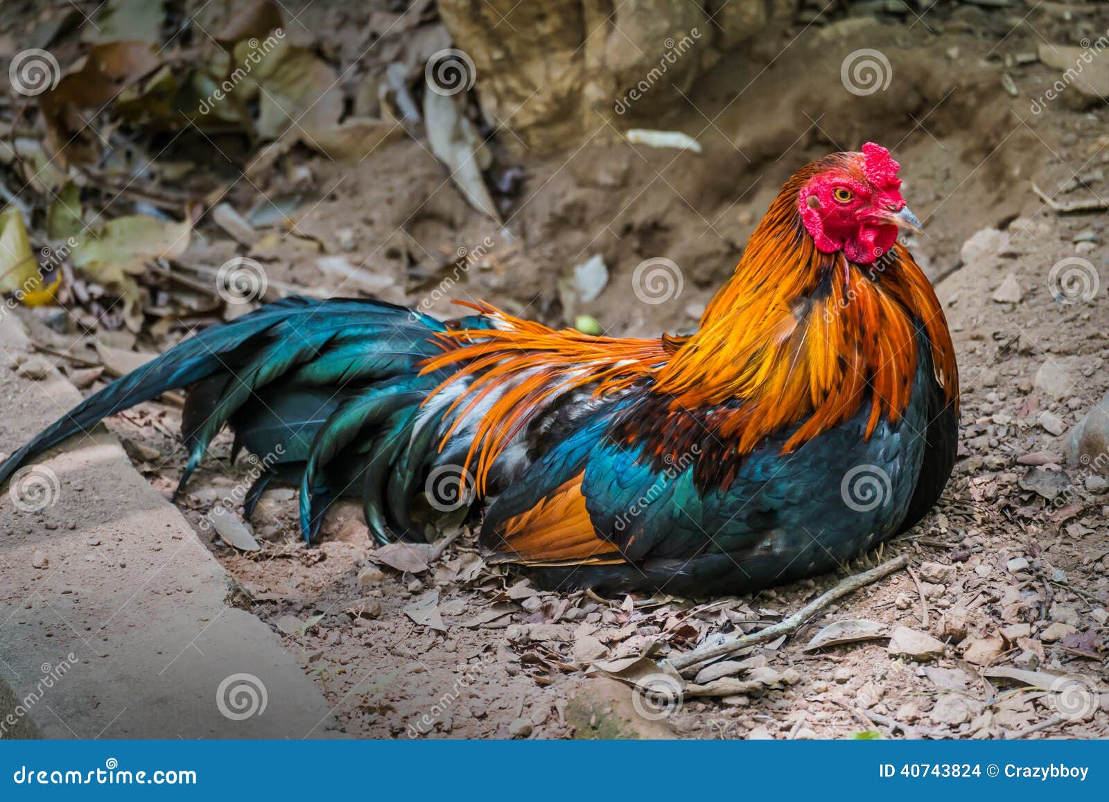 Beautiful rooster stock photo. Image of head, crest, agriculture - 40743824