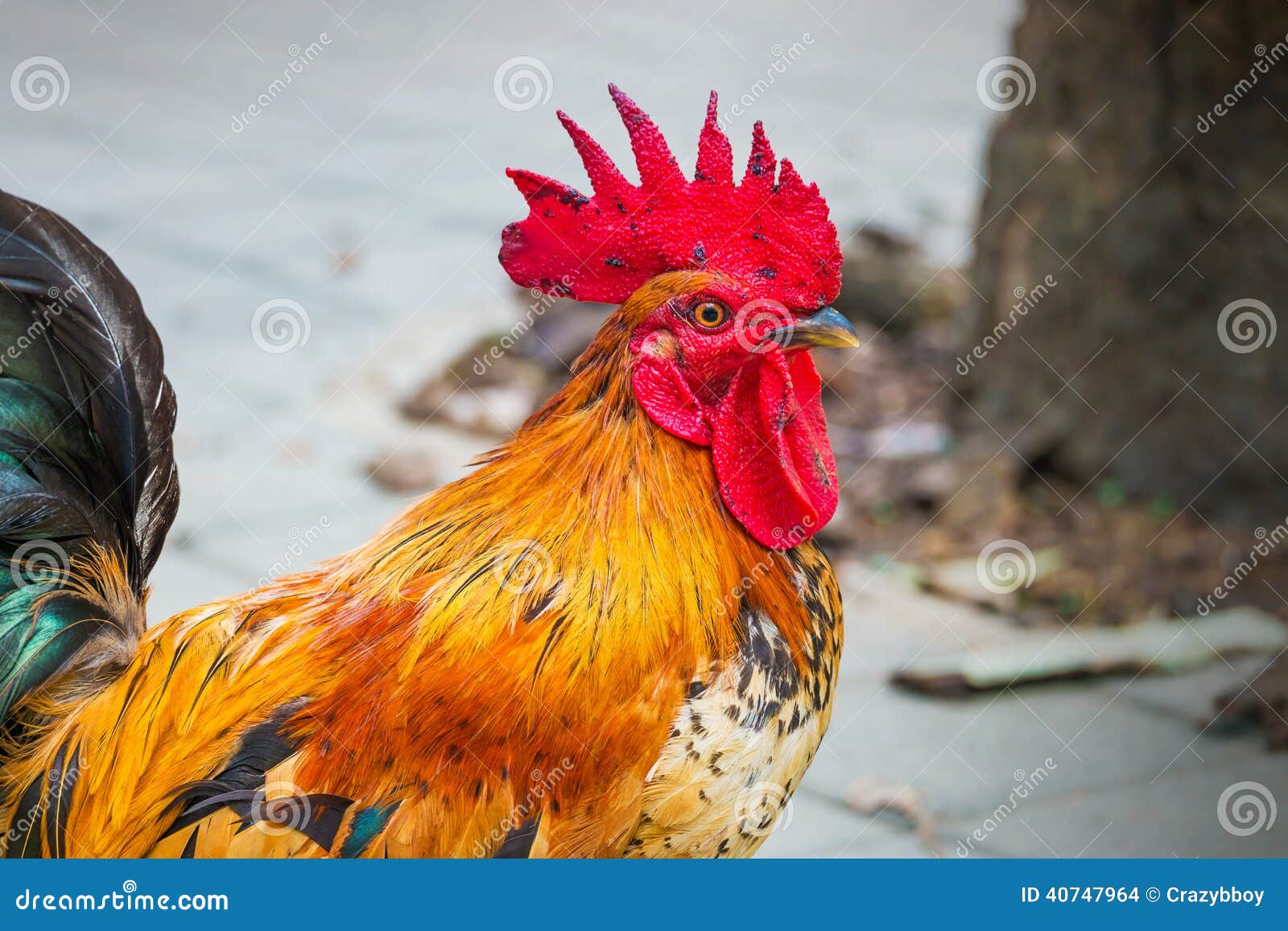 Beautiful rooster stock photo. Image of livestock, beak - 40747964
