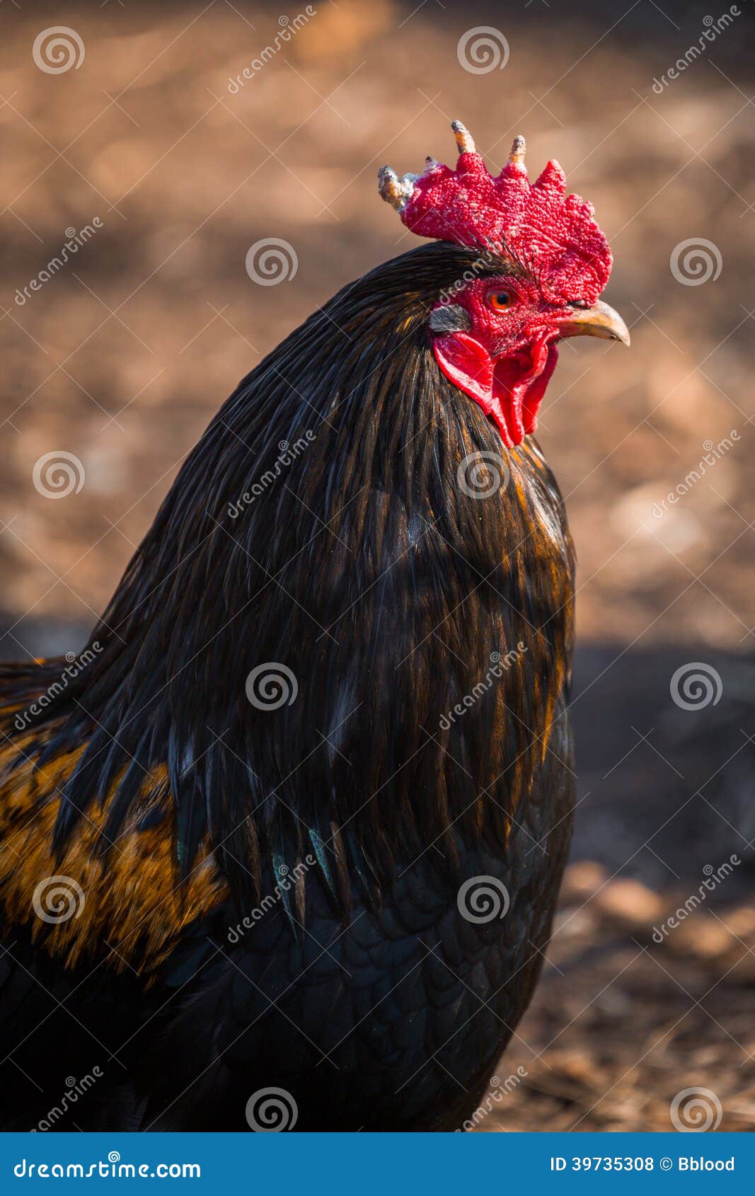 Beautiful Rooster stock photo. Image of peck, plumage - 39735308