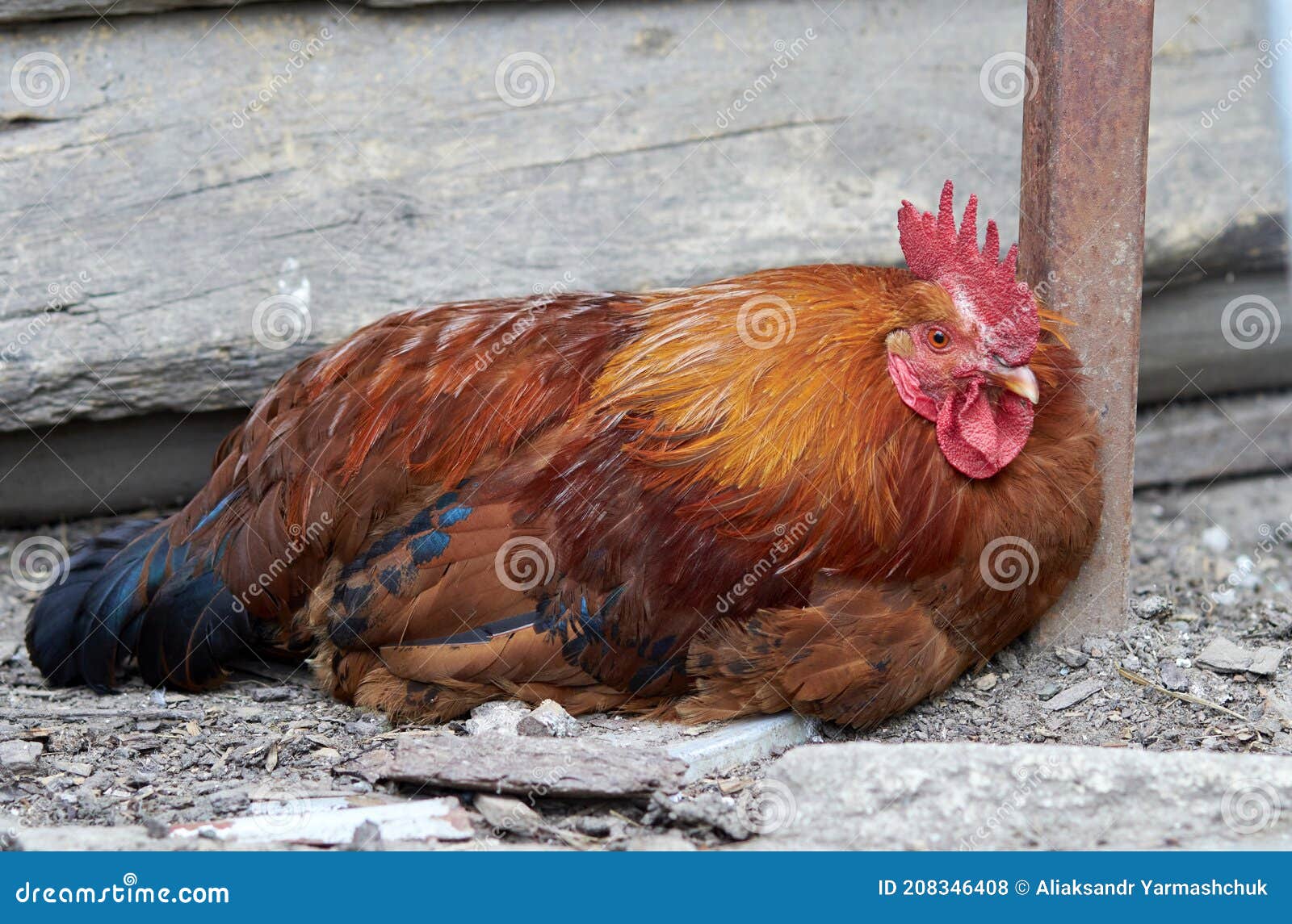 Beautiful Rooster Resting on the Ground in the Countryside Stock Photo ...