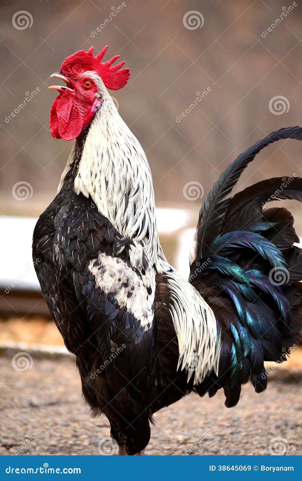 Beautiful rooster stock image. Image of path, alarm, pets - 38645069