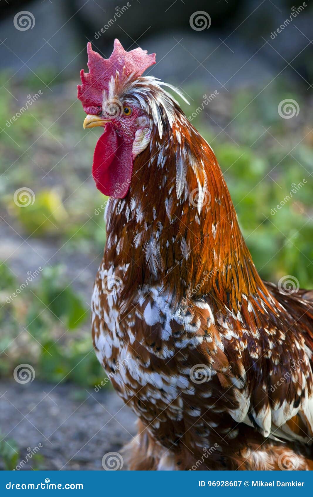 Beautiful rooster stock image. Image of chick, outdoors - 96928607