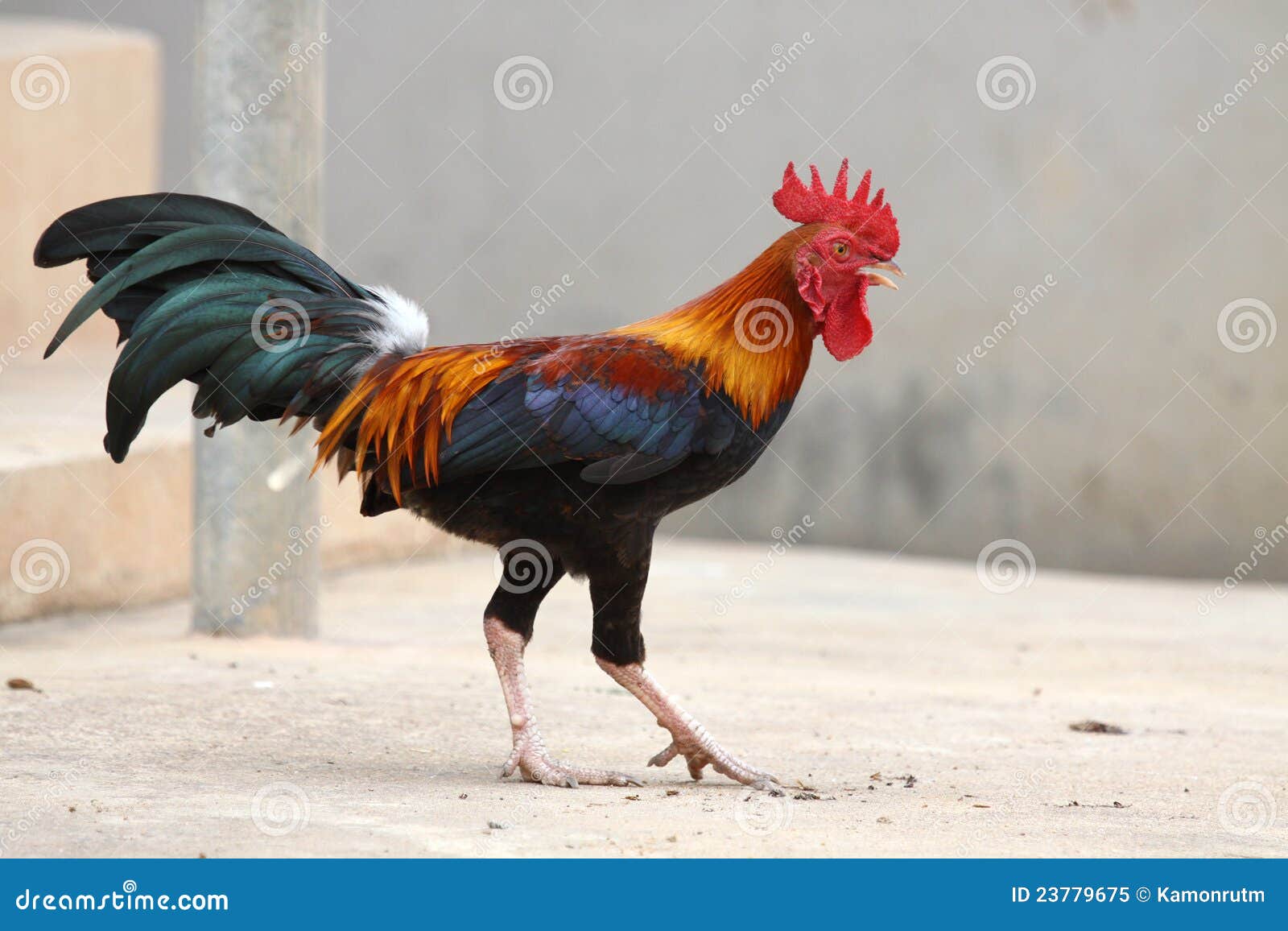 Beautiful Roosters stock image. Image of profile, grand - 23779675