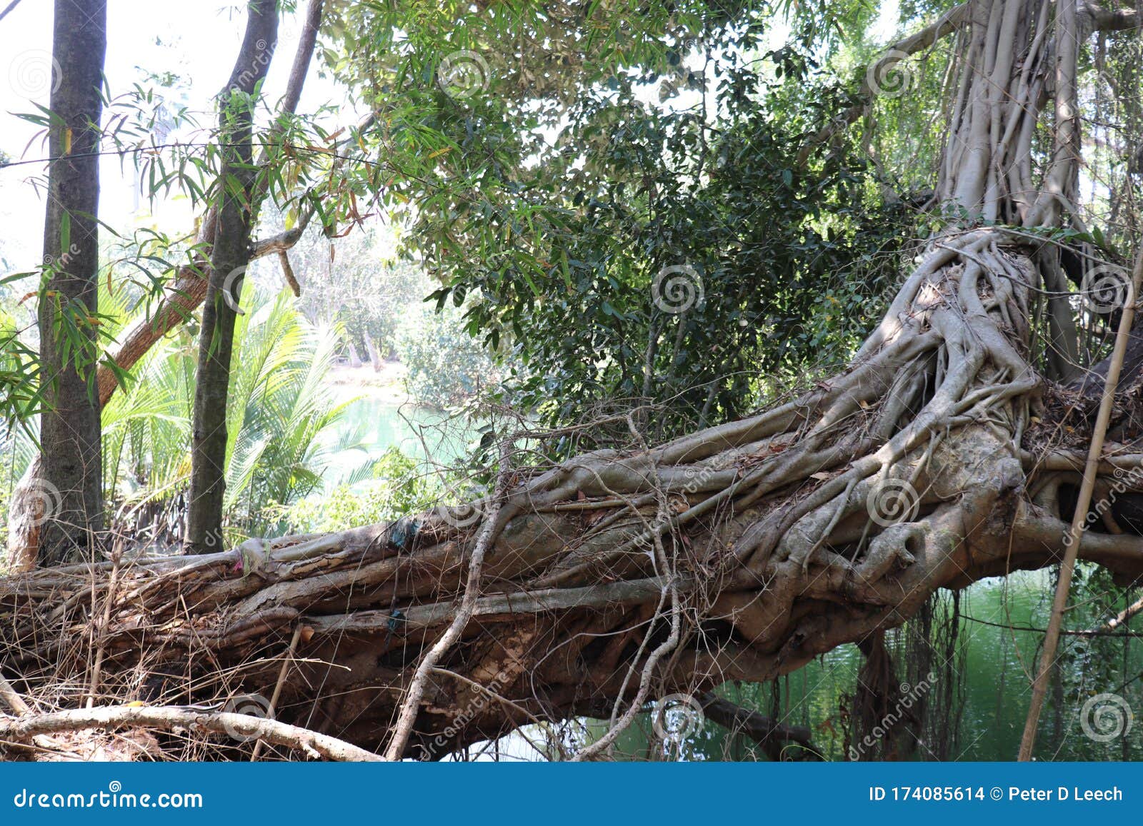 Beautiful Root Strangled Tree by the Waterside Stock Photo - Image of ...