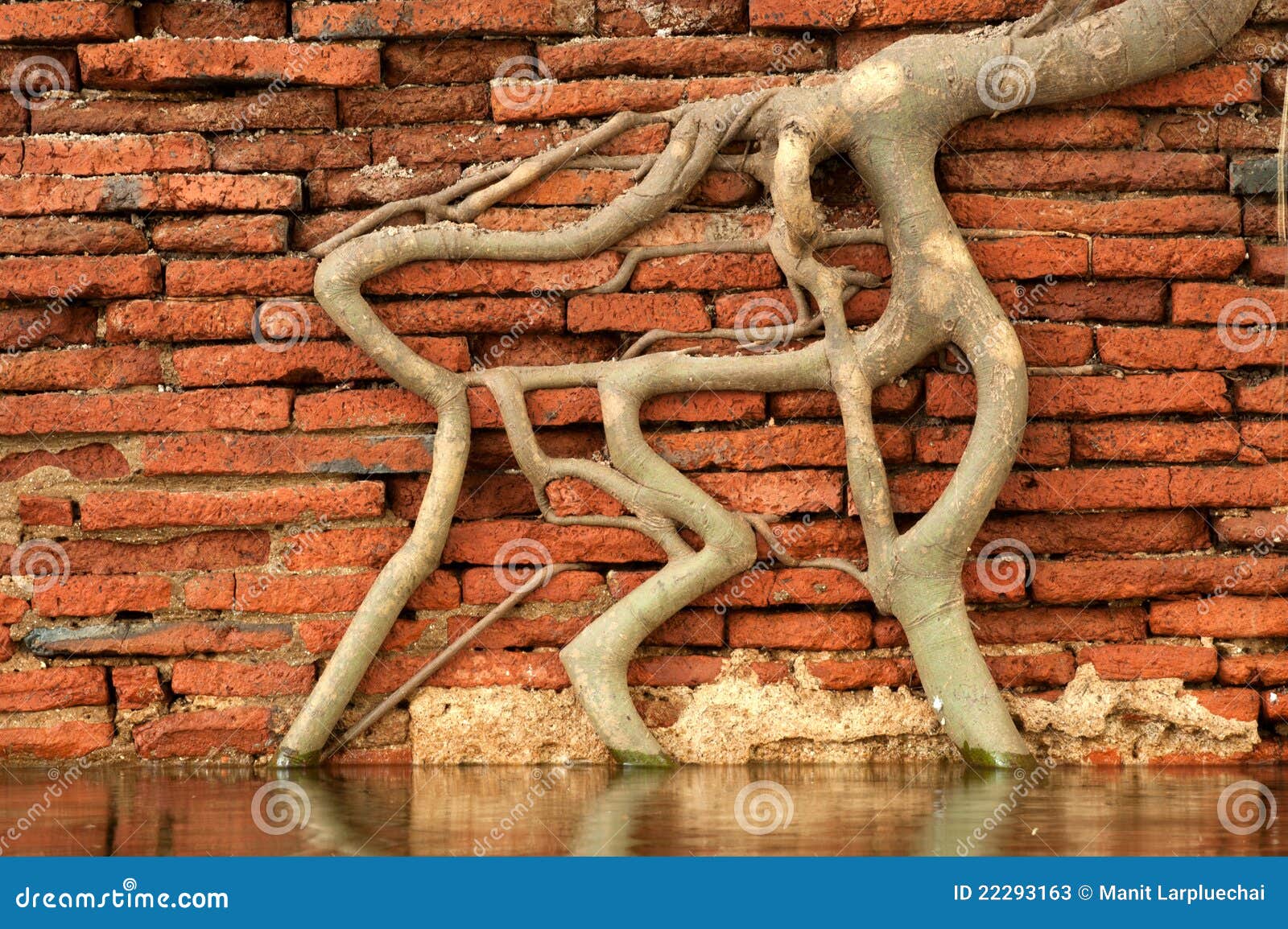 Beautiful Root Texture at Wall . Stock Image - Image of plant, earth ...