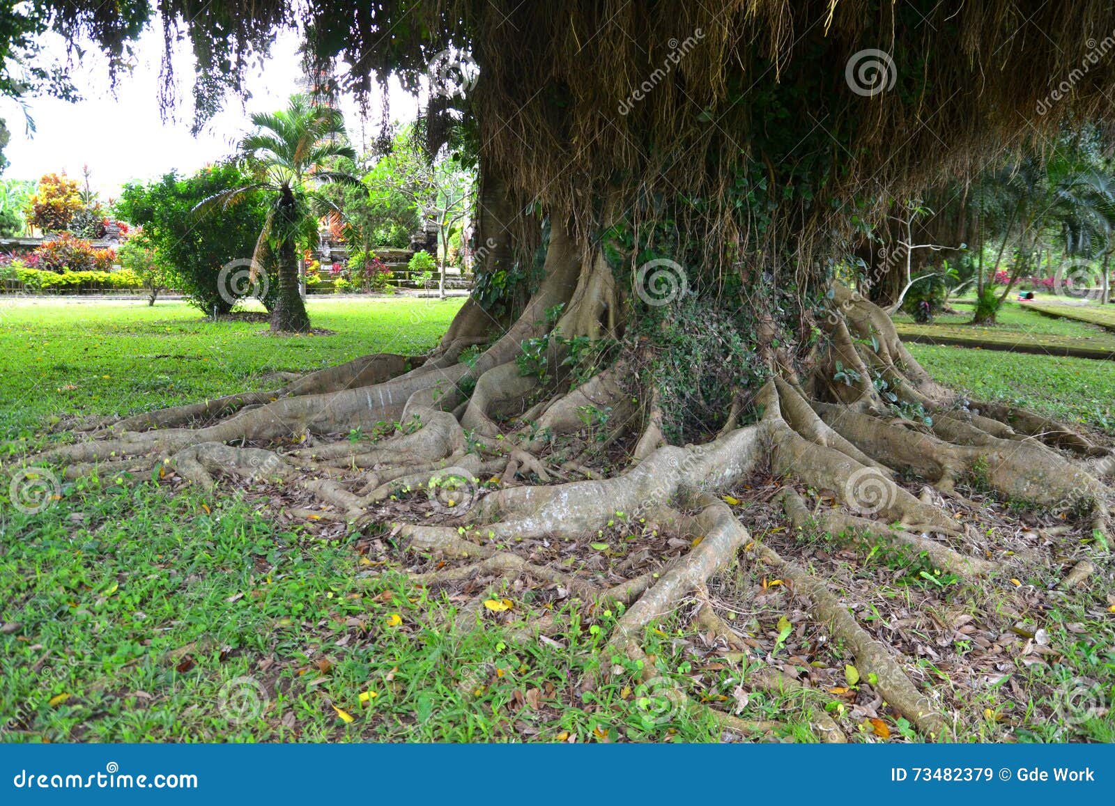 Beautiful Root of the Tree stock image. Image of wallpaper - 73482379