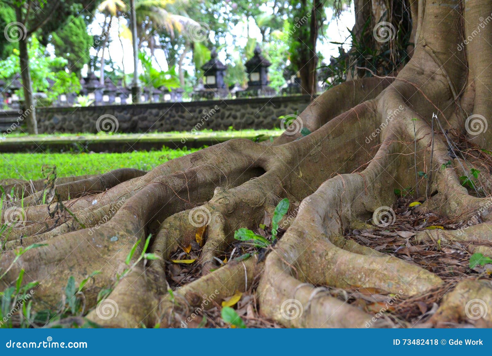 Beautiful Root of the Tree stock photo. Image of view - 73482418