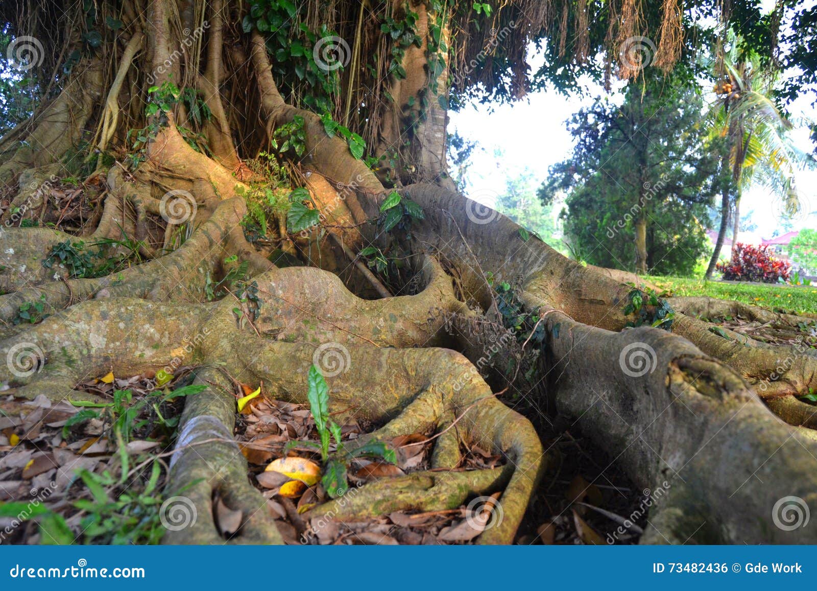 Beautiful Root of the Tree stock photo. Image of beautiful - 73482436