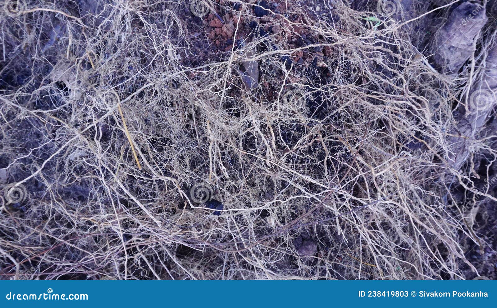 Beautiful Roots for Background2 Stock Image - Image of roots, rough ...