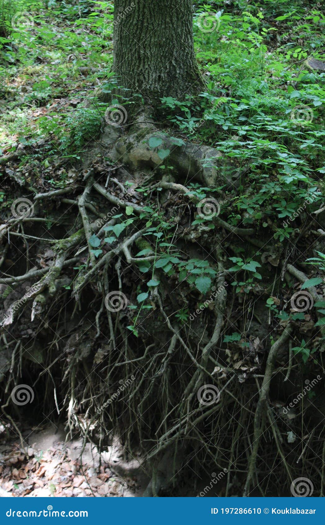 Beautiful roots of a tree stock photo. Image of natural - 197286610