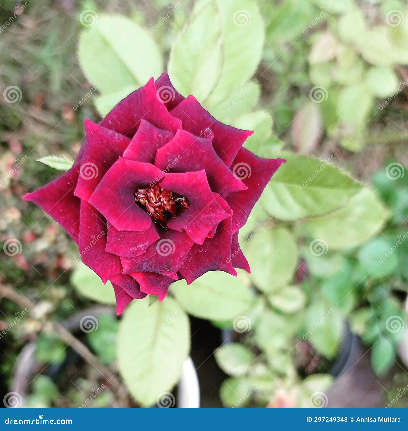 Beautiful ros stock photo. Image of roses, color, beautiful - 297249348