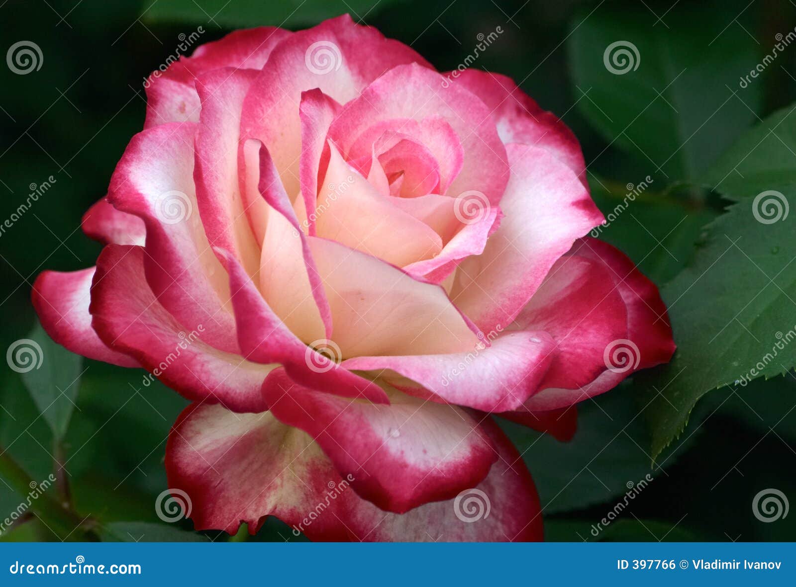 Beautiful rose stock photo. Image of macro, delicate, closeup - 397766
