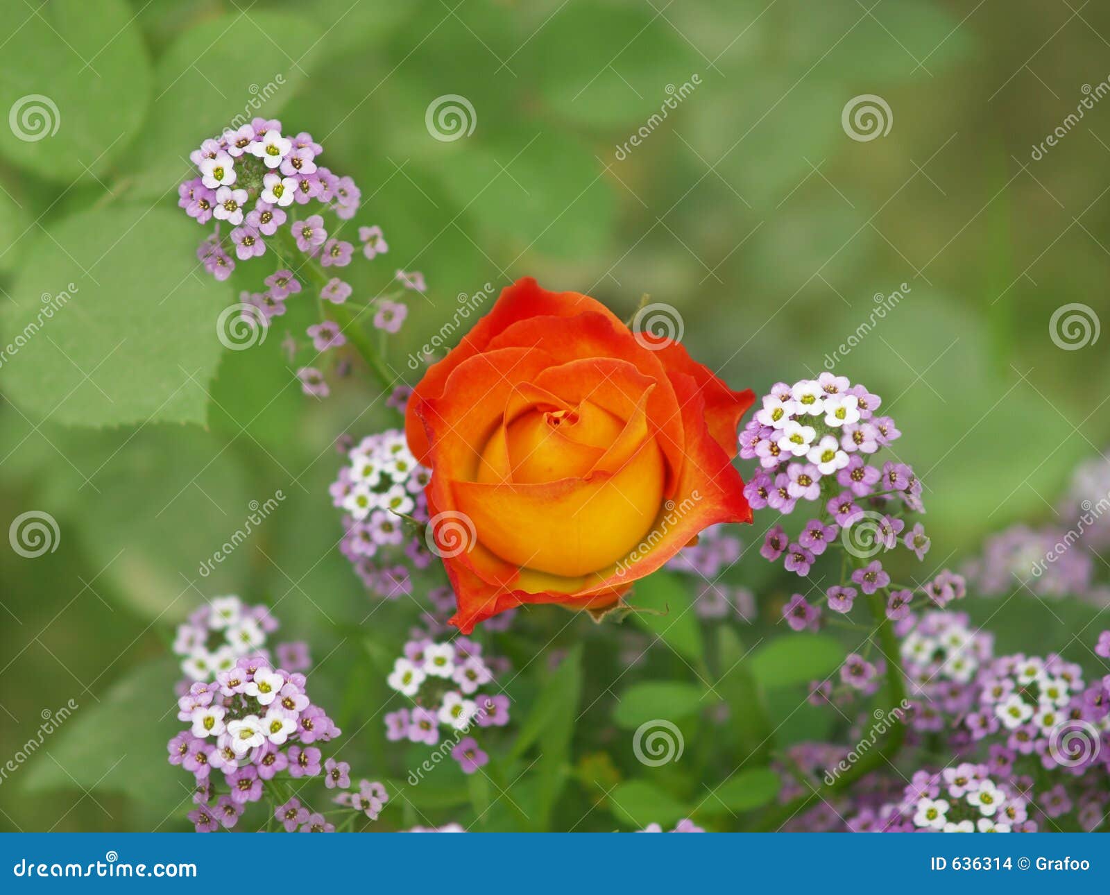 Beautiful Rose stock photo. Image of fresh, color, bloom - 636314