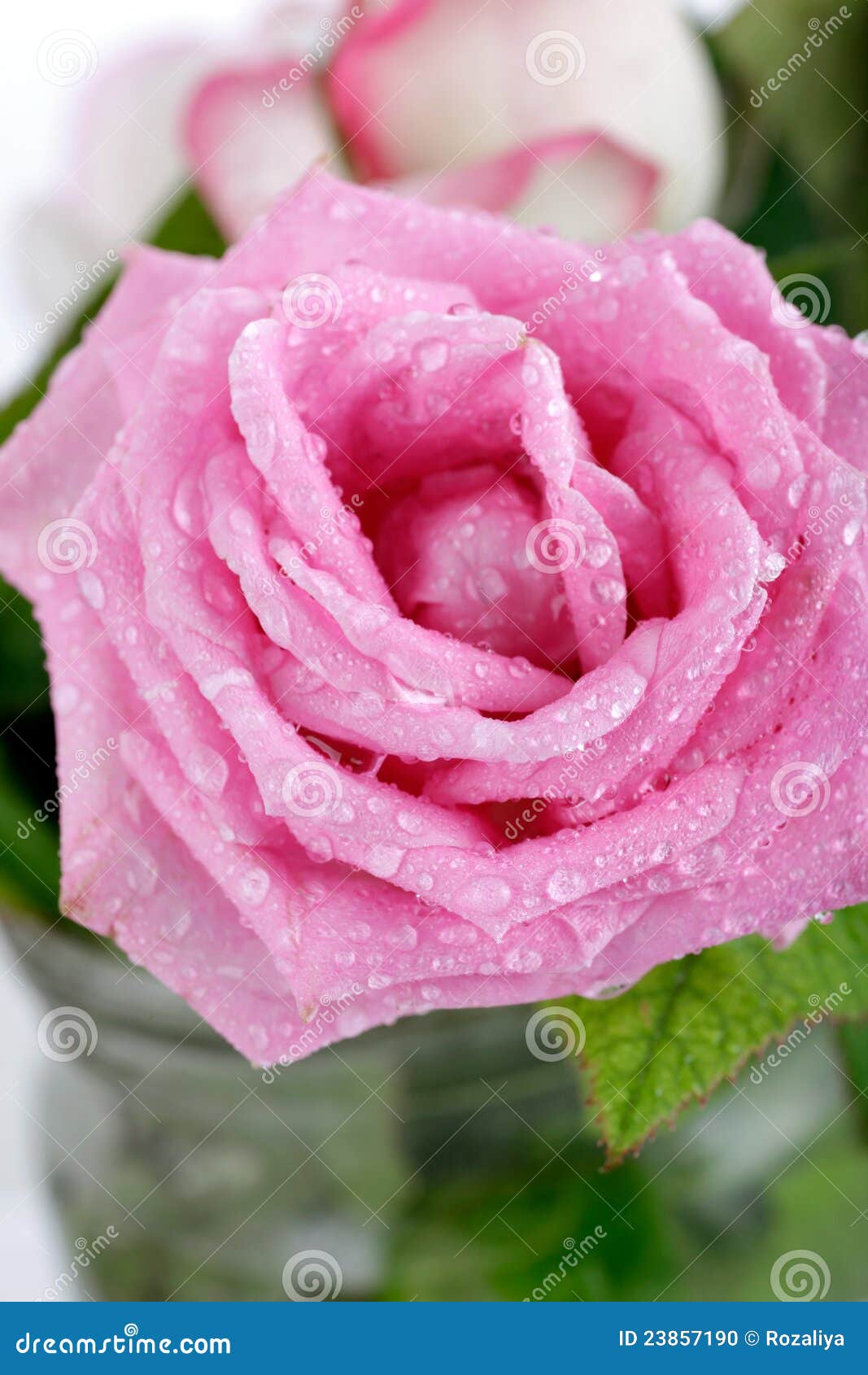 Beautiful Rose Background with Water Drops Stock Photo - Image of color ...