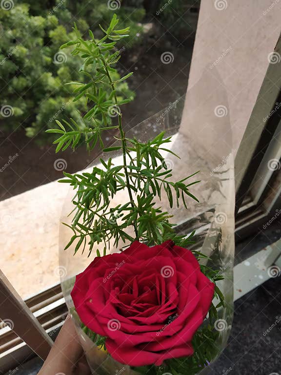 Beautiful rose bookey stock photo. Image of redrose - 197106952
