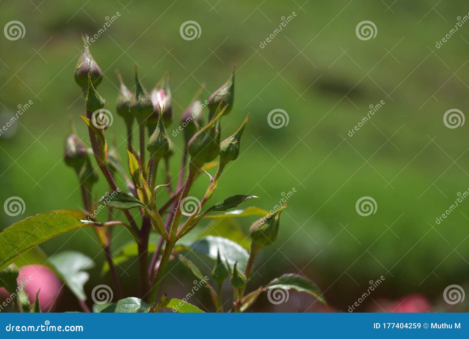 Beautiful Rose Bud on the Abstract Natural Background Stock Image ...