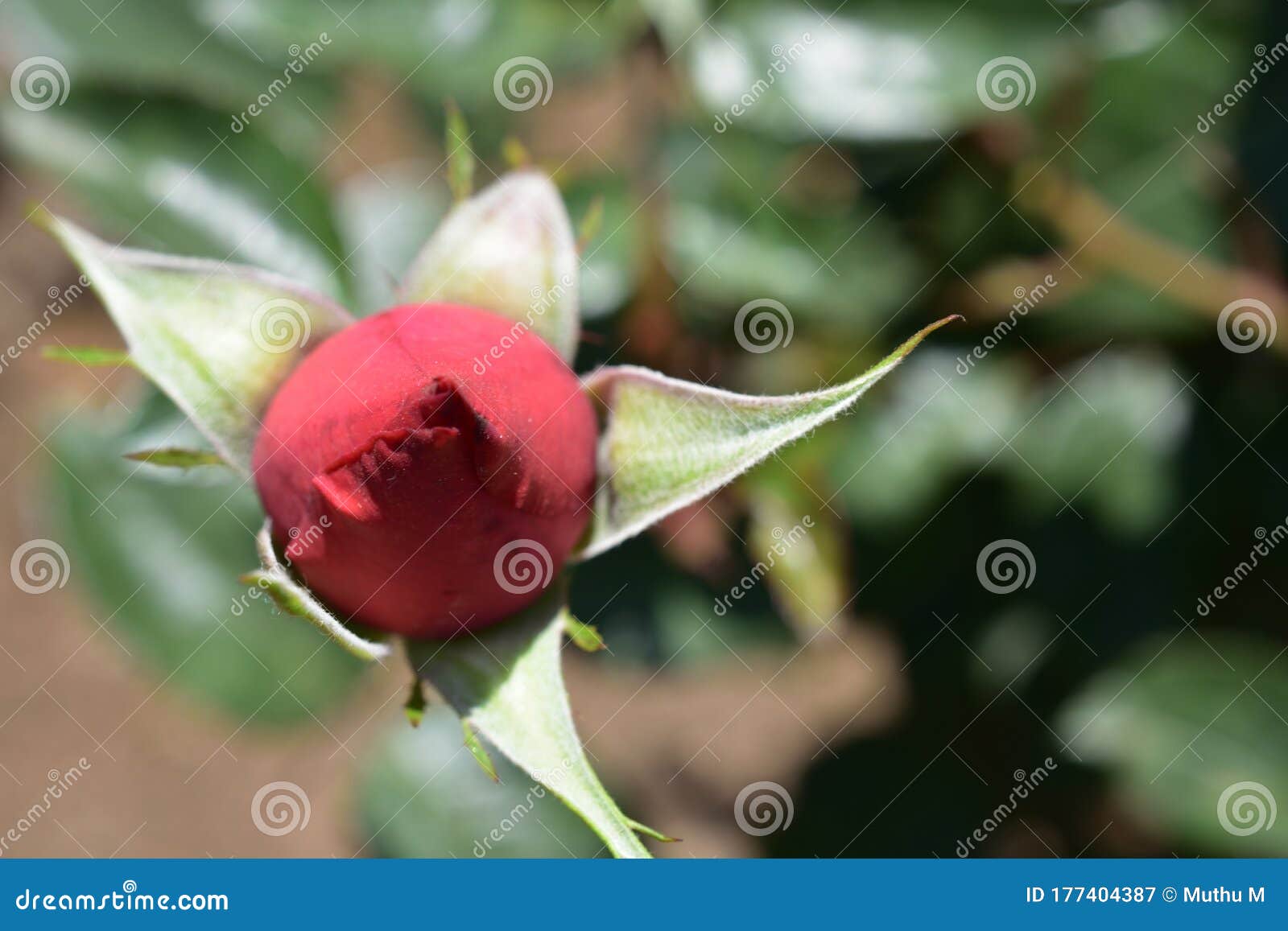 Beautiful Rose Bud on the Abstract Natural Background Stock Image ...