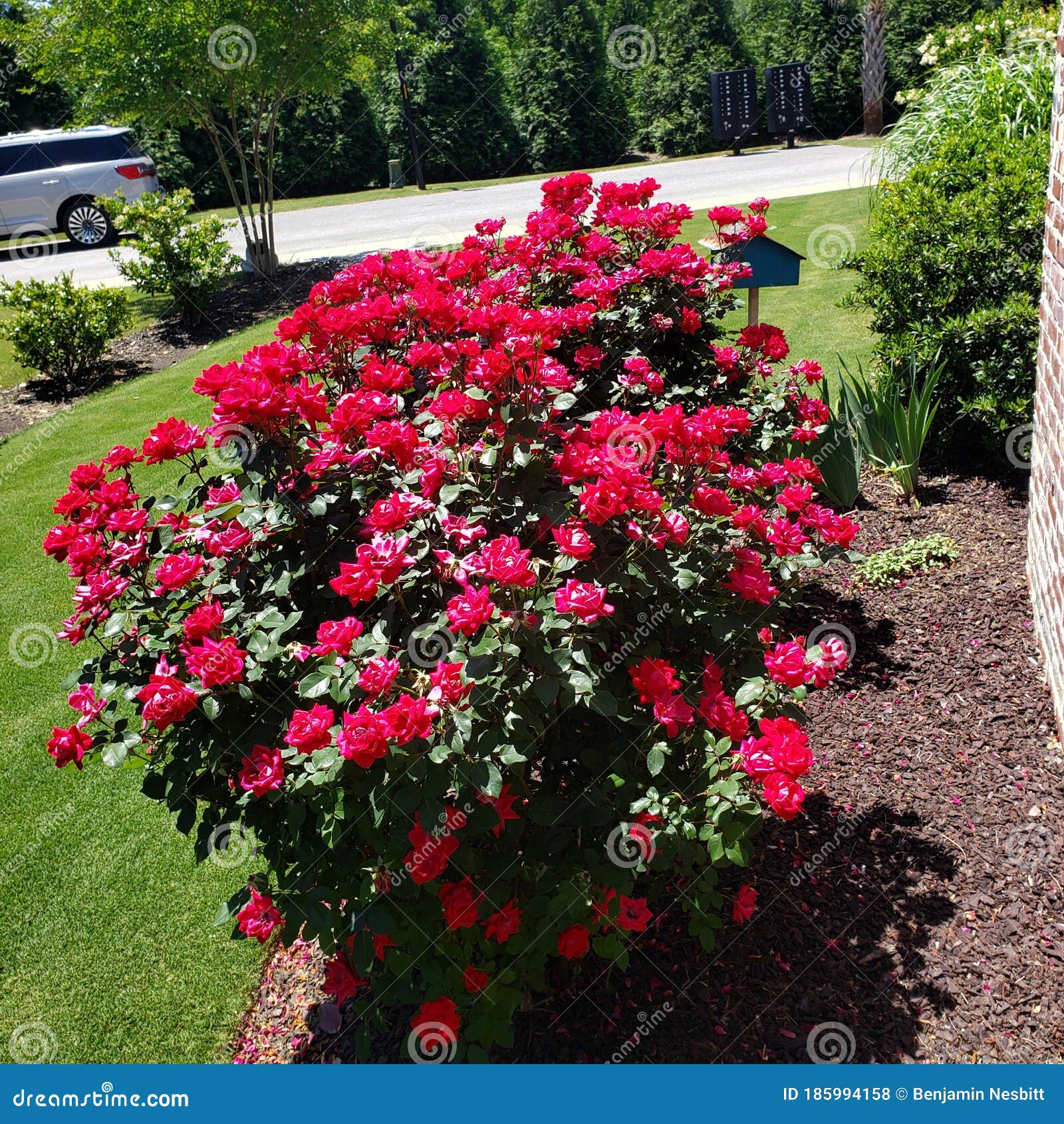 Beautiful Rose Bush stock photo. Image of flower, blossom - 185994158