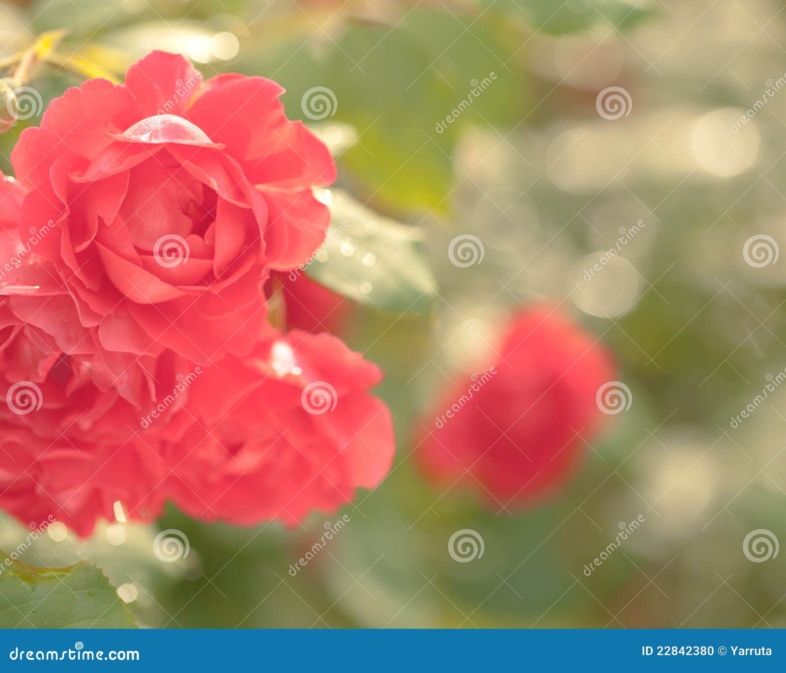 Beautiful rose bush stock photo. Image of element, ecology - 22842380