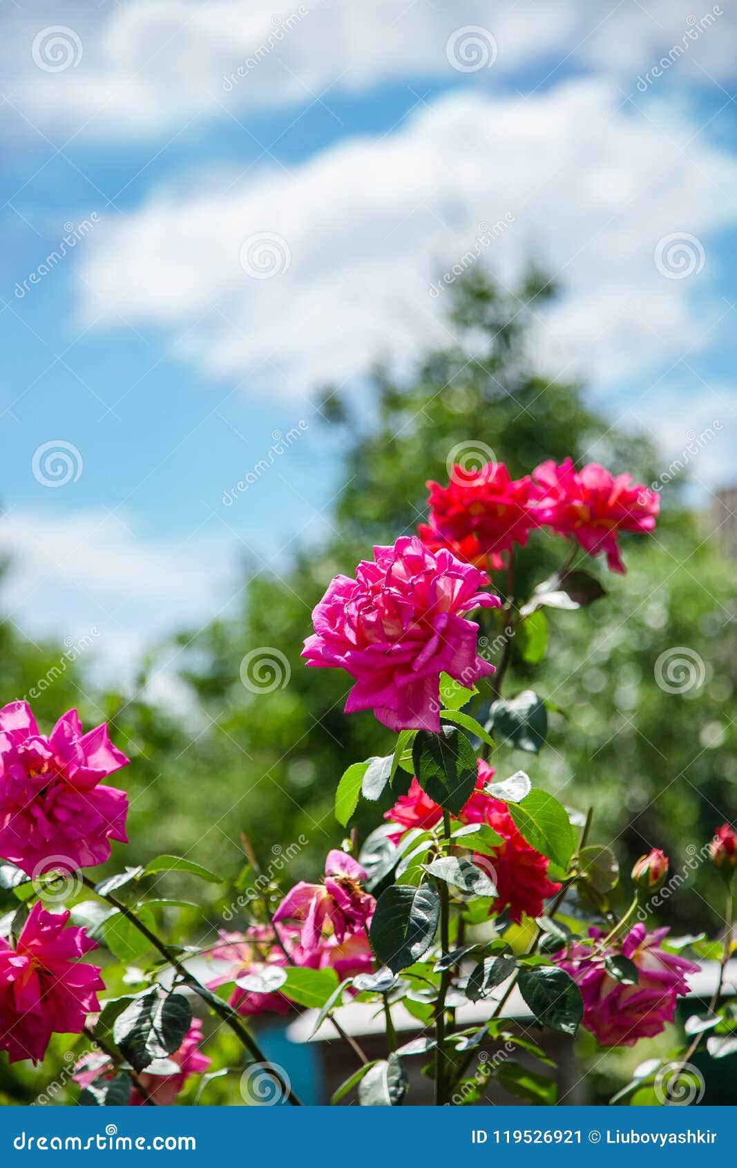Beautiful rose bush stock image. Image of colorful, botanic - 119526921