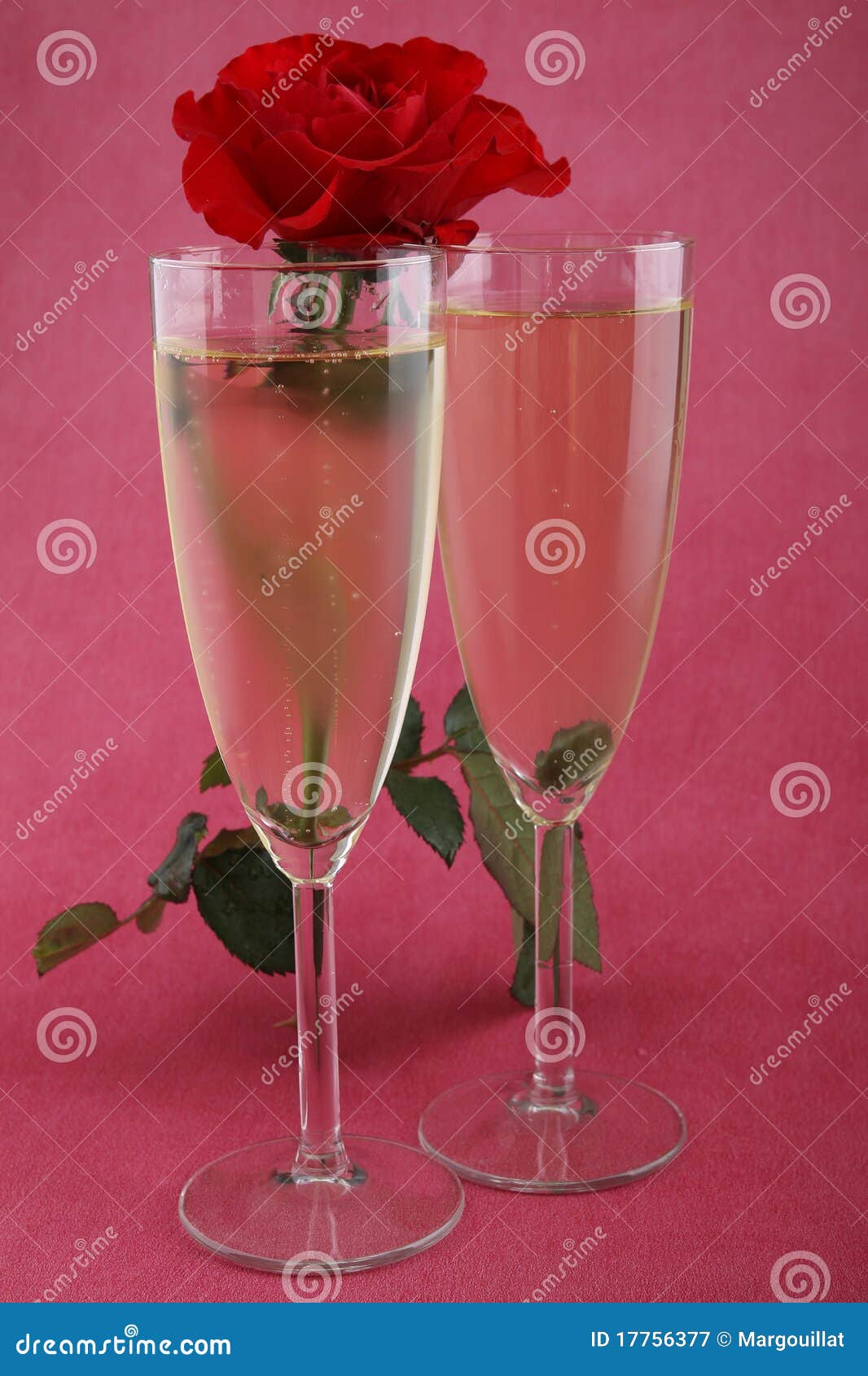 Beautiful Rose and Champagne Stock Image - Image of glasses, fresh ...