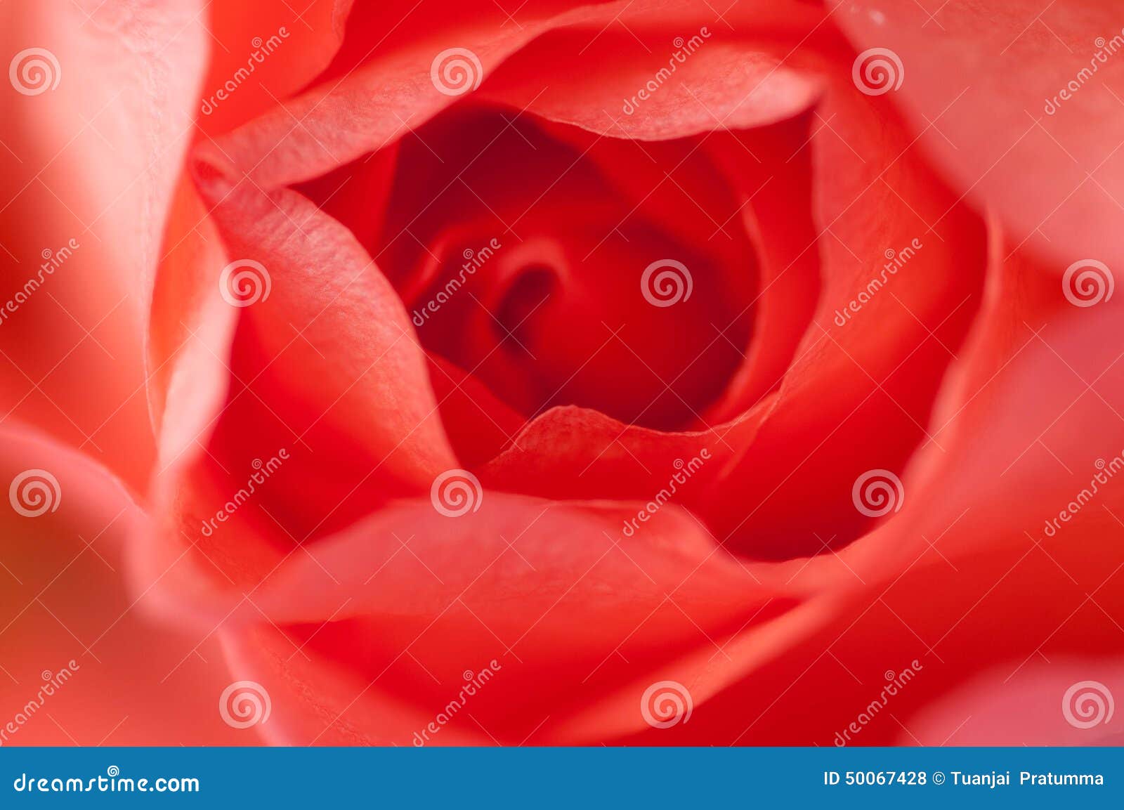 Beautiful rose stock photo. Image of love, luxurious - 50067428