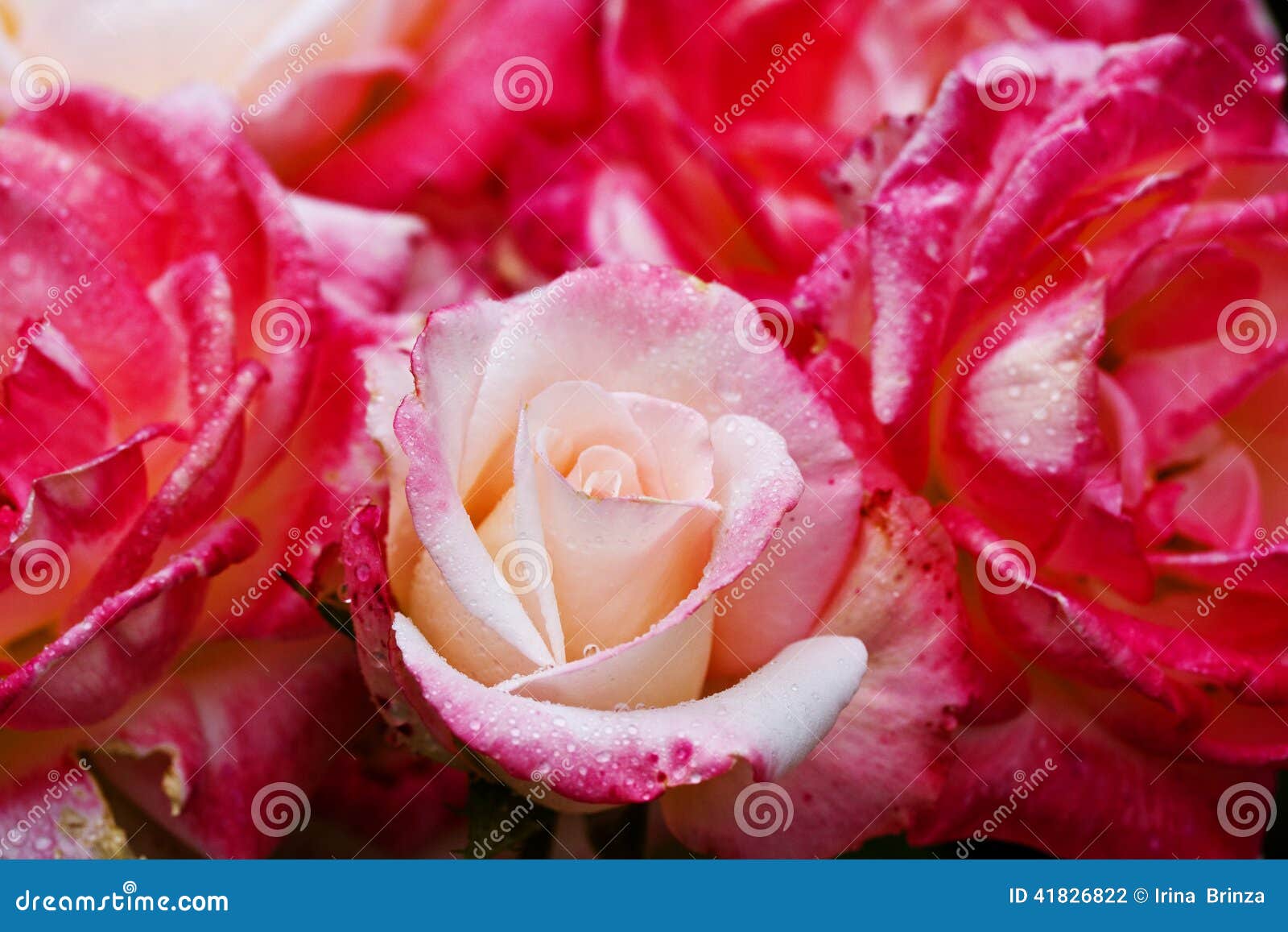 Beautiful Rose with Dew Drops Stock Photo - Image of macro, pink: 41826822