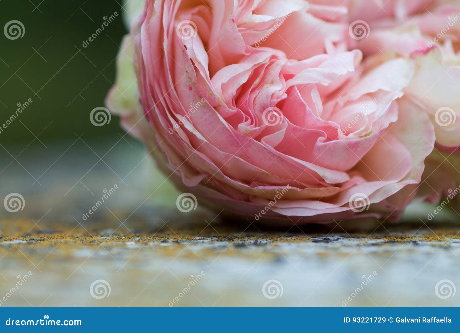 Beautiful Rose Falling To the Ground Stock Image - Image of flower ...