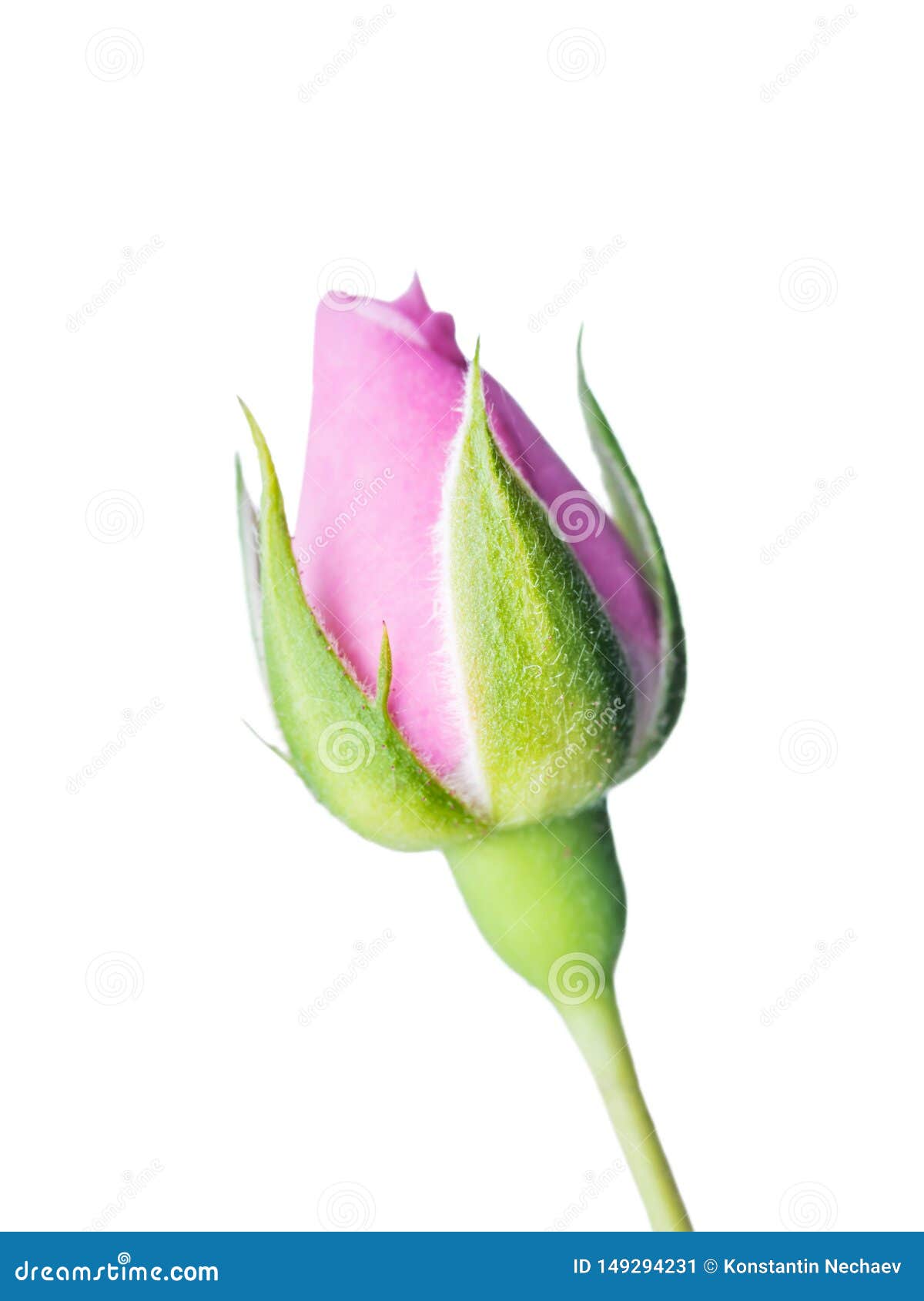 Beautiful Rose Flower Bud Isolated on White Background Stock Image ...