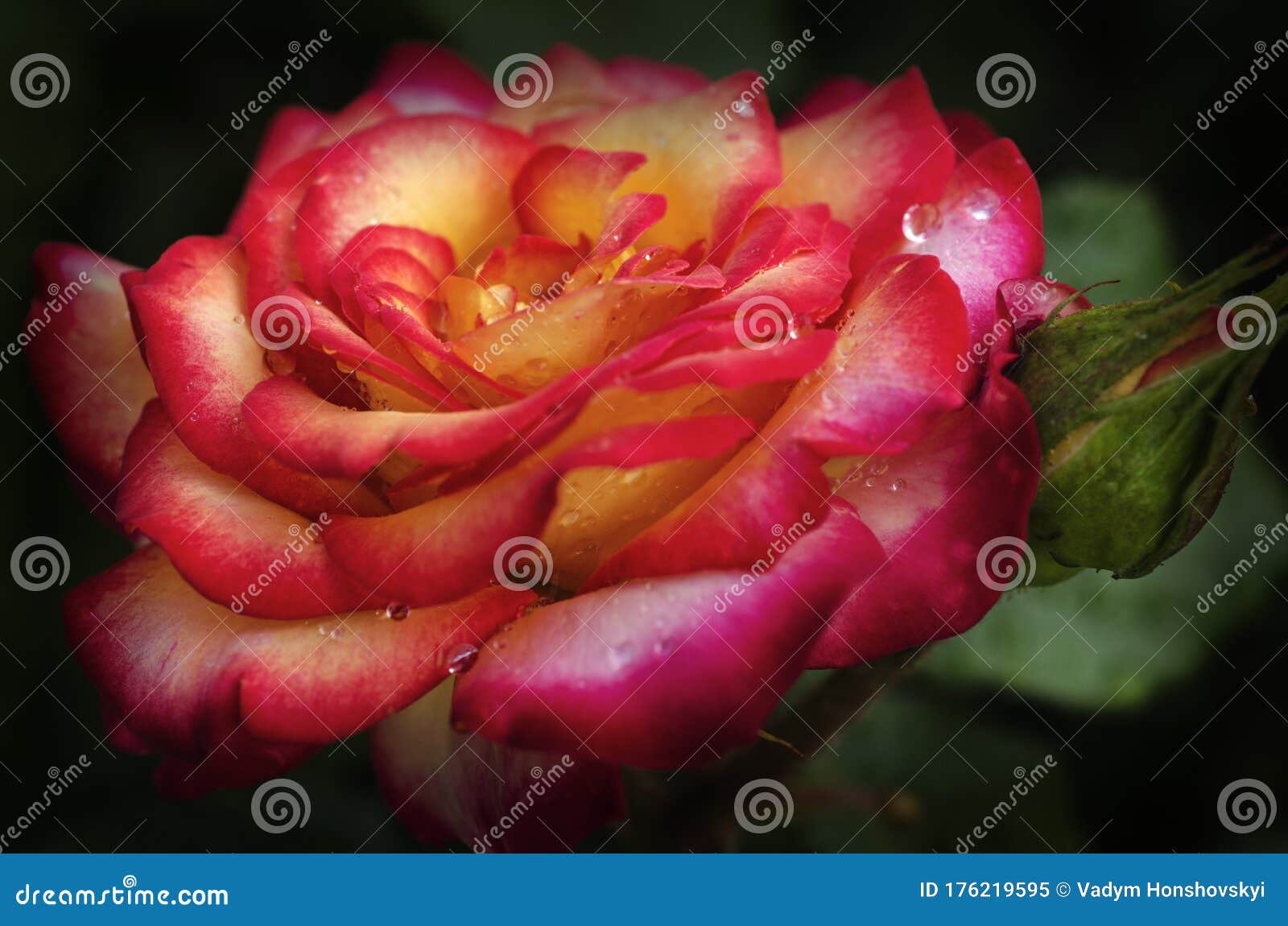 Beautiful Rose Flower in Dark Colors Stock Image - Image of floral ...
