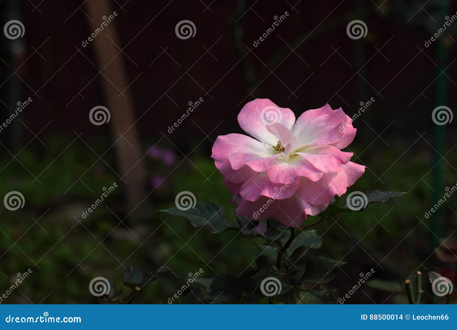 Beautiful Rose Flower in the Garden, Matilda Stock Photo - Image of ...