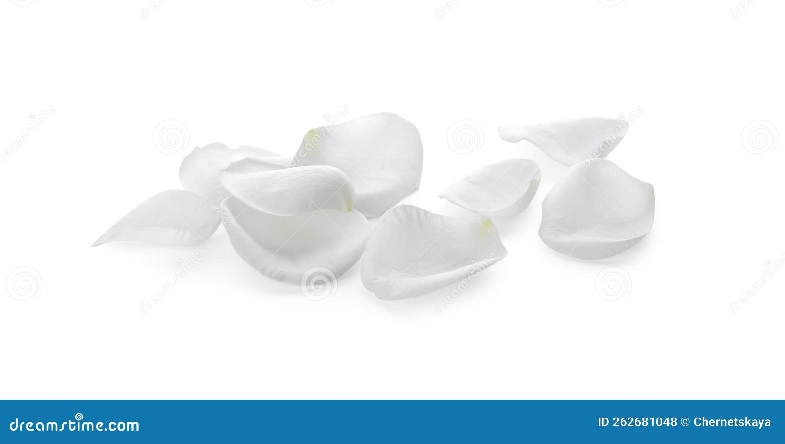 Beautiful Rose Flower Petals on White Background Stock Photo - Image of ...
