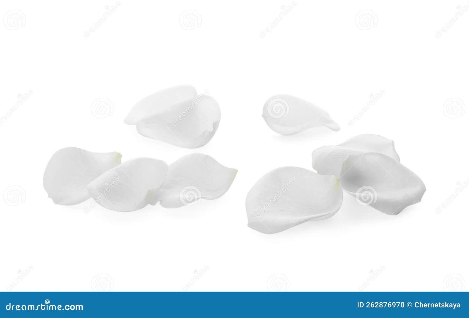 Beautiful Rose Flower Petals on White Background Stock Photo - Image of ...