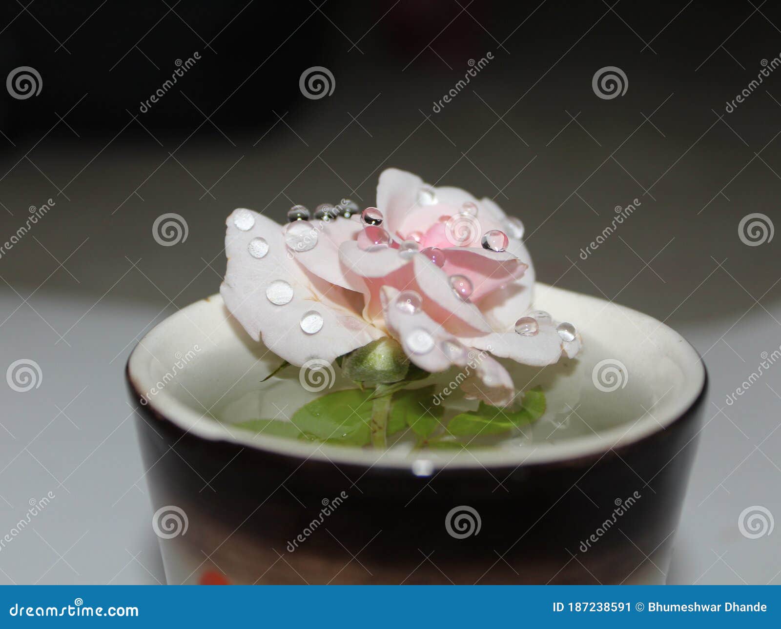 Beautiful Rose Flower with Water Drop Wallpaper Stock Image - Image of ...