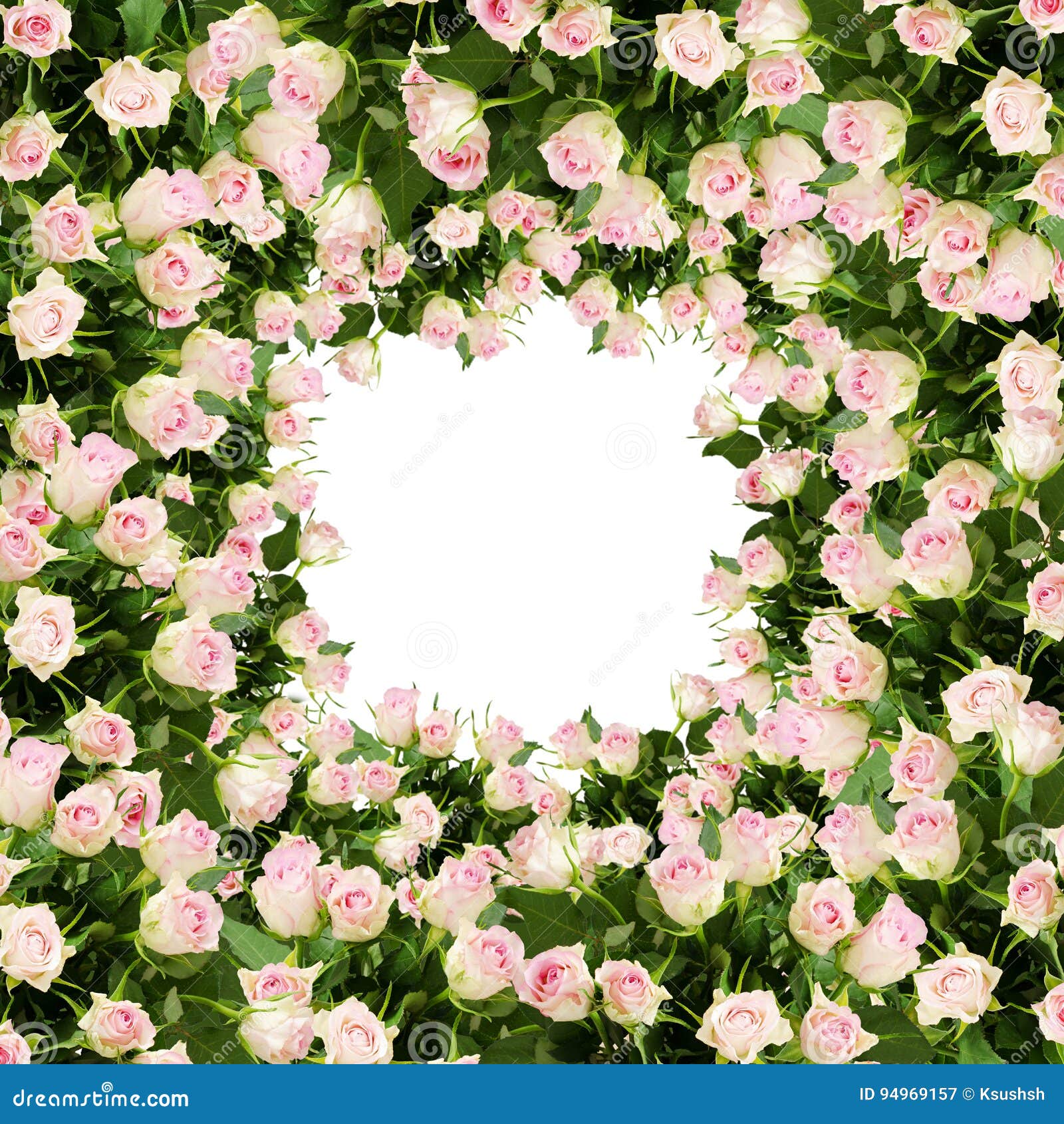 Beautiful Rose Flowers Frame Stock Image - Image of rose, space: 94969157