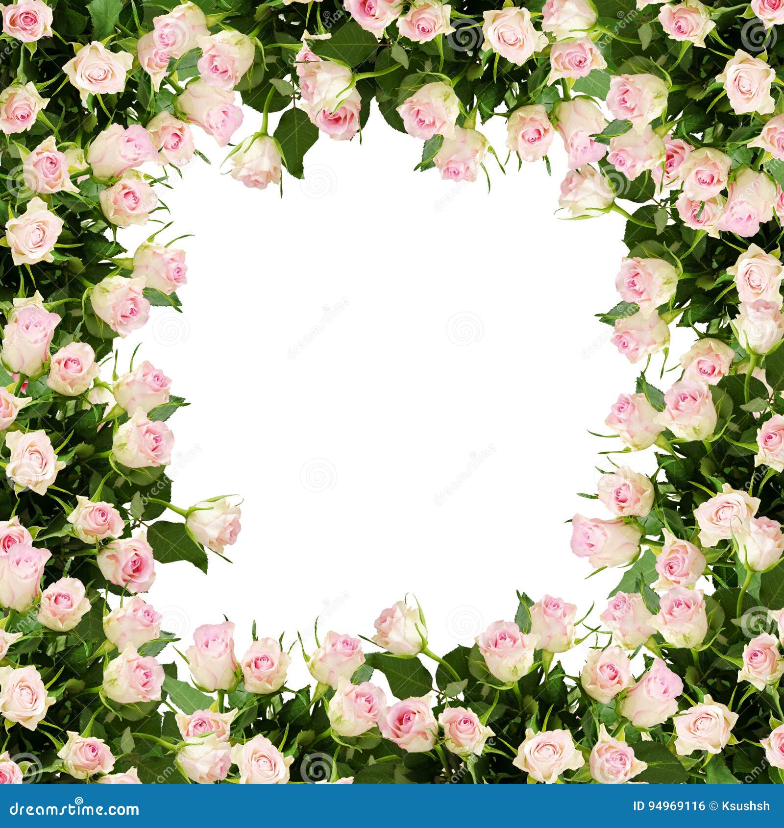 Beautiful Rose Flowers Frame Stock Photo - Image of nature, green: 94969116