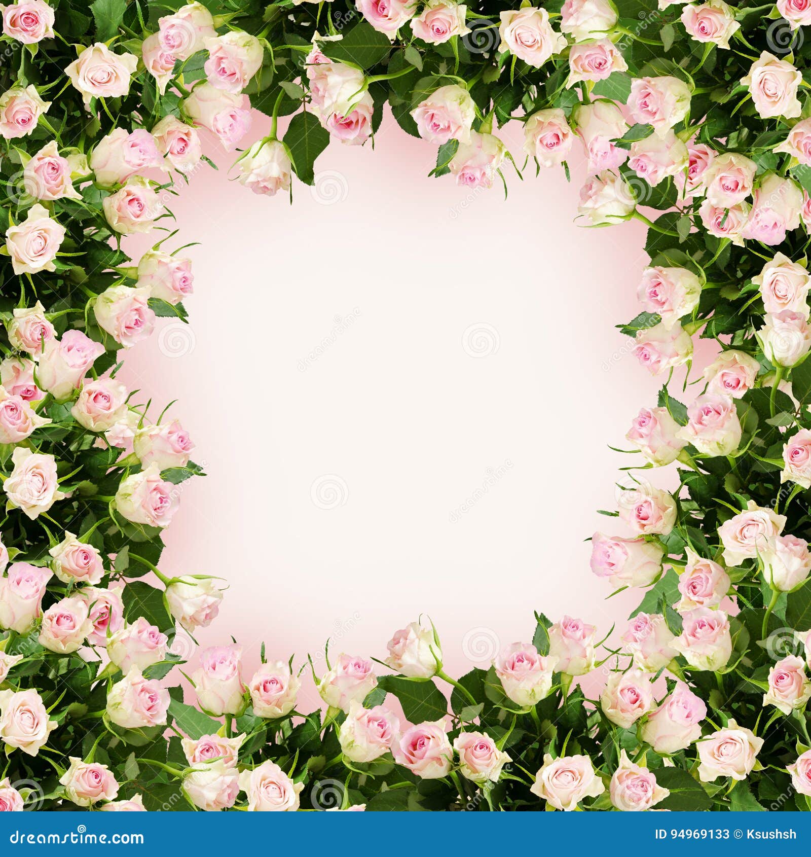 Beautiful Rose Flowers Frame Stock Image - Image of gift, holiday: 94969133