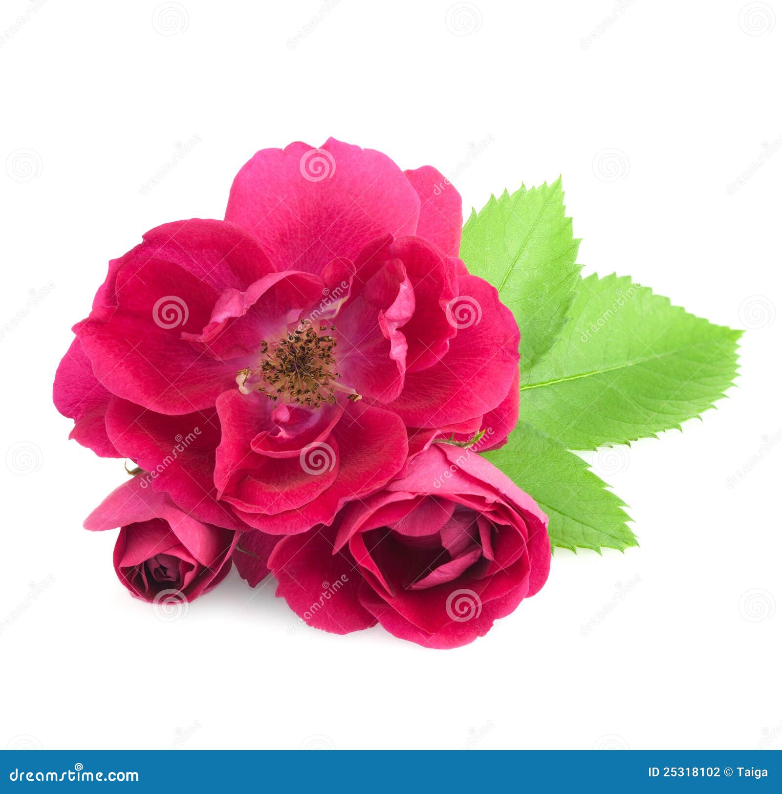 Beautiful Rose Flowers with Leaves Stock Photo - Image of celebration ...