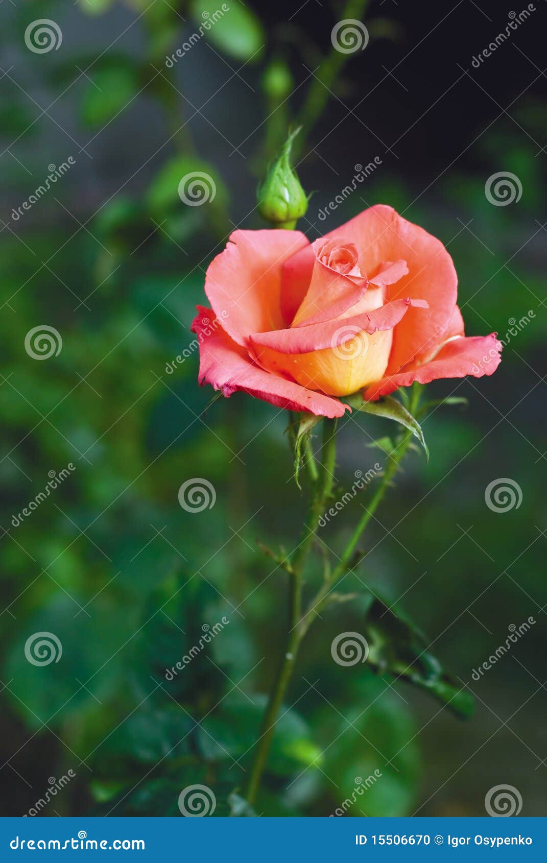 Beautiful Rose on the Garden Stock Photo - Image of leaf, pink: 15506670