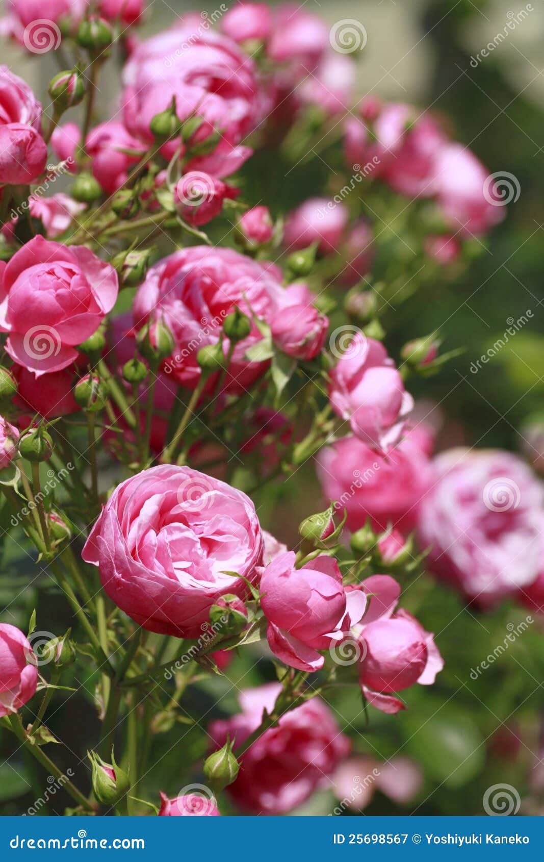 Beautiful rose in a garden stock image. Image of bloom - 25698567