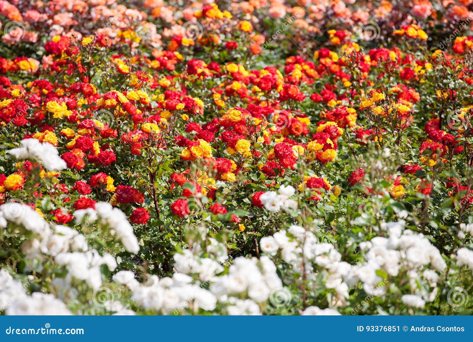 Beautiful Rose Garden stock image. Image of botanical - 93376851