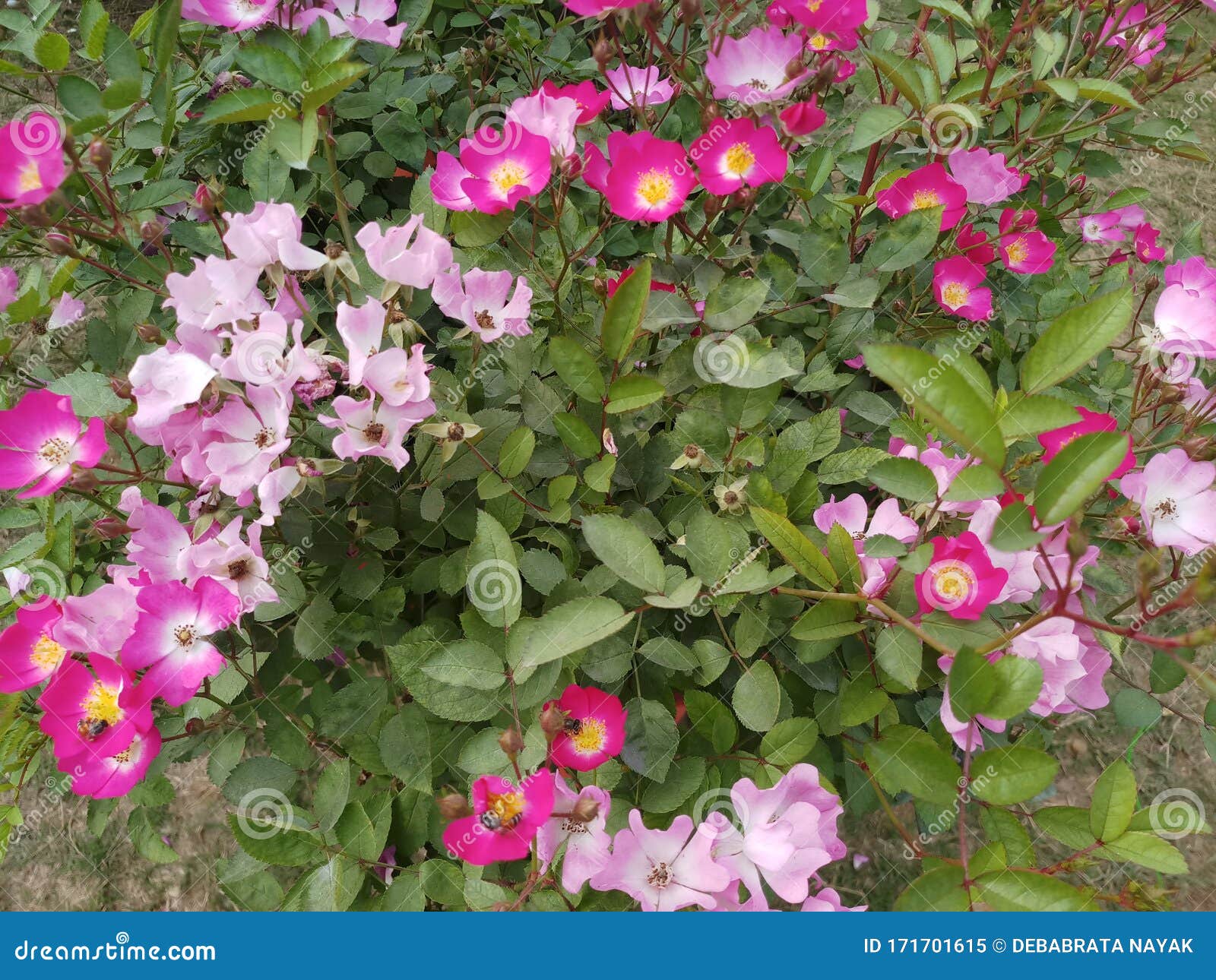 Beautiful Rose Garden in India Stock Image - Image of container ...