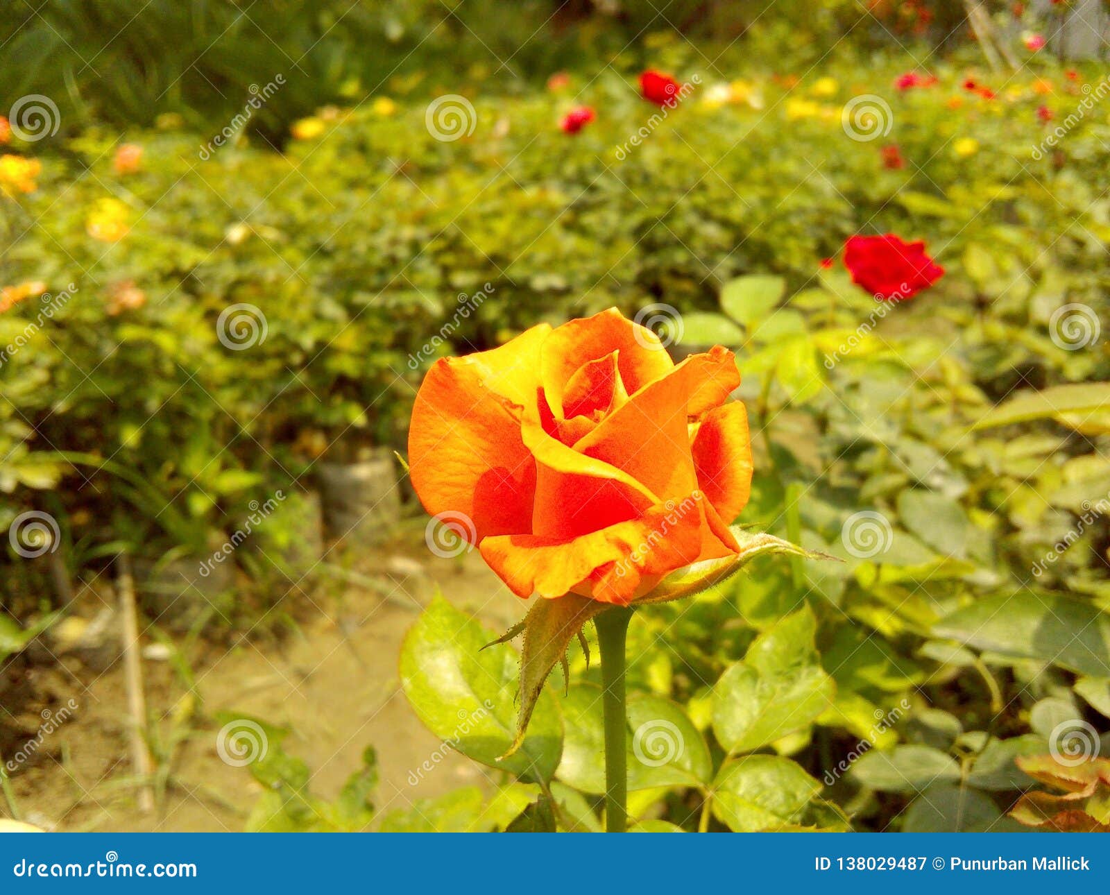 A Beautiful Rose. stock image. Image of beautiful, green - 138029487