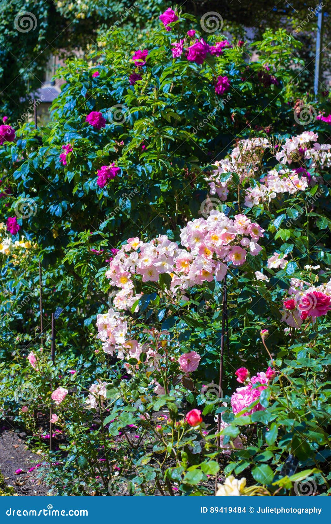 Beautiful Rose Garden in Summer, UK. Stock Photo - Image of rosy ...