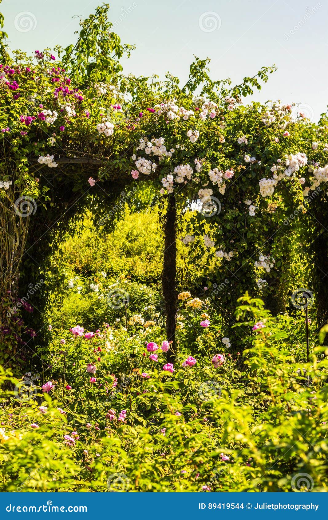Beautiful Rose Garden in Summer, UK. Stock Photo - Image of summer ...