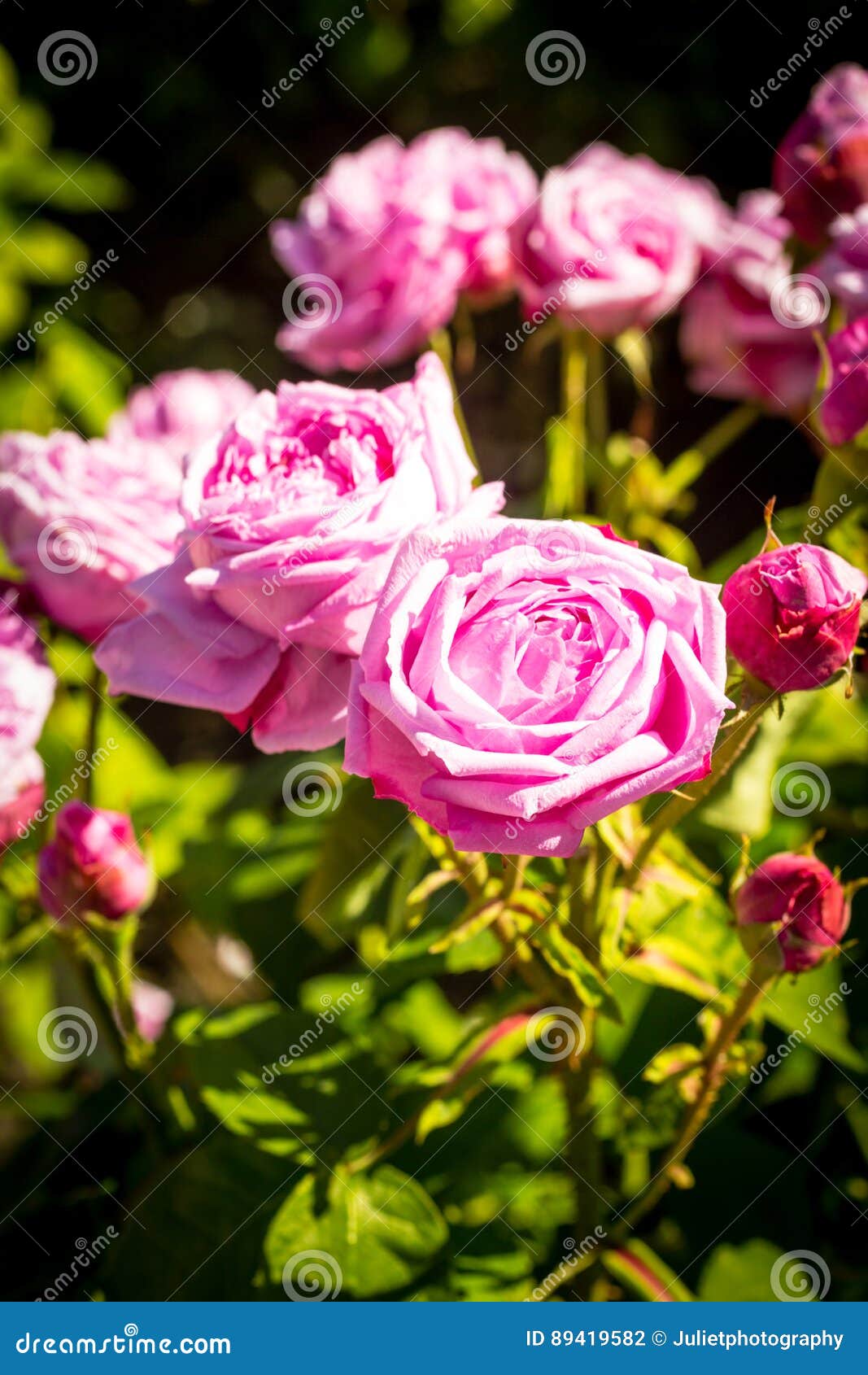 Beautiful Rose Garden in Summer, UK. Stock Photo - Image of bright ...